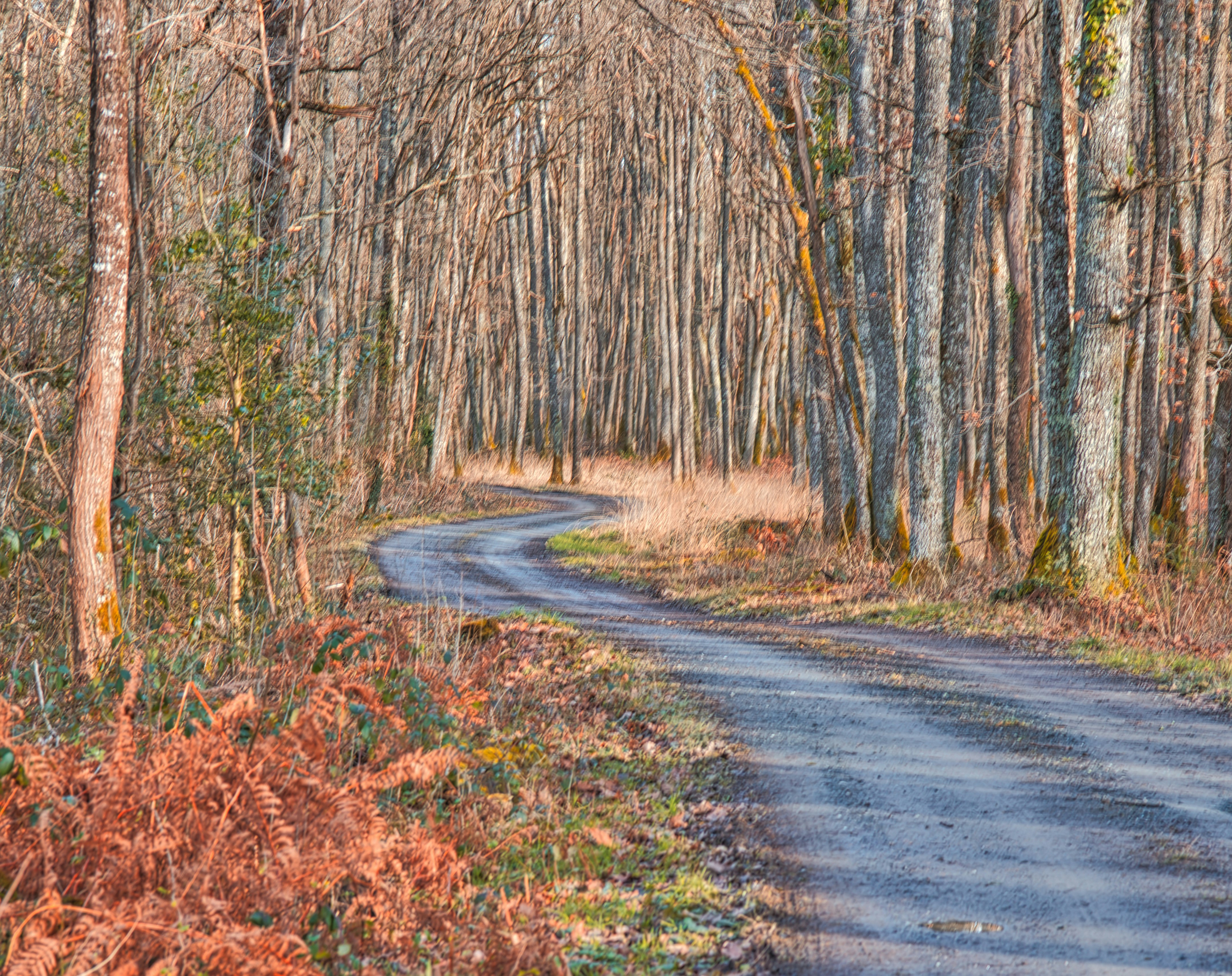 Winding Autumn Path Through Silent Trees
