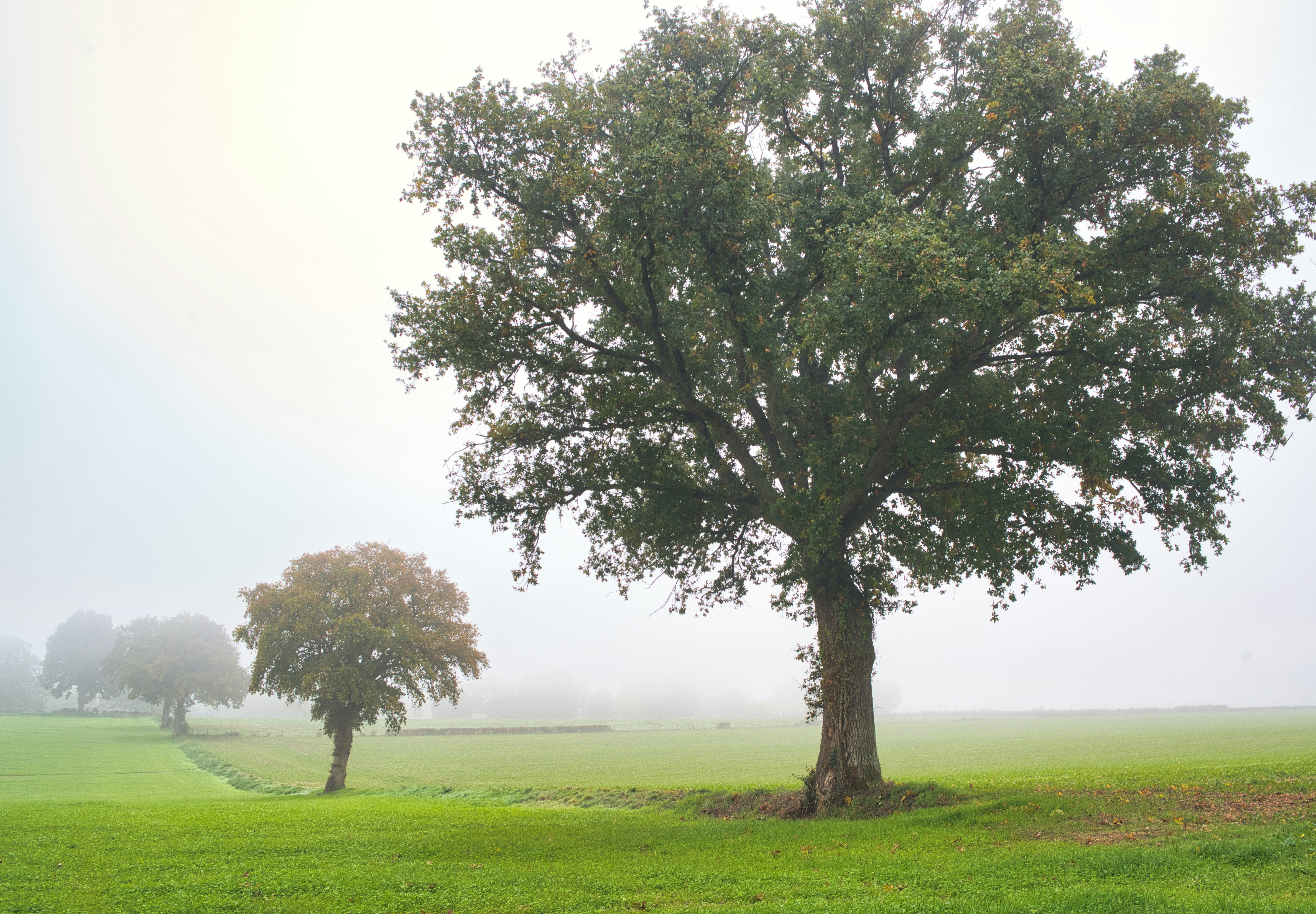 Mist-softened Orchard Road: A Lone Tree Leads a Quiet Morning Walk
