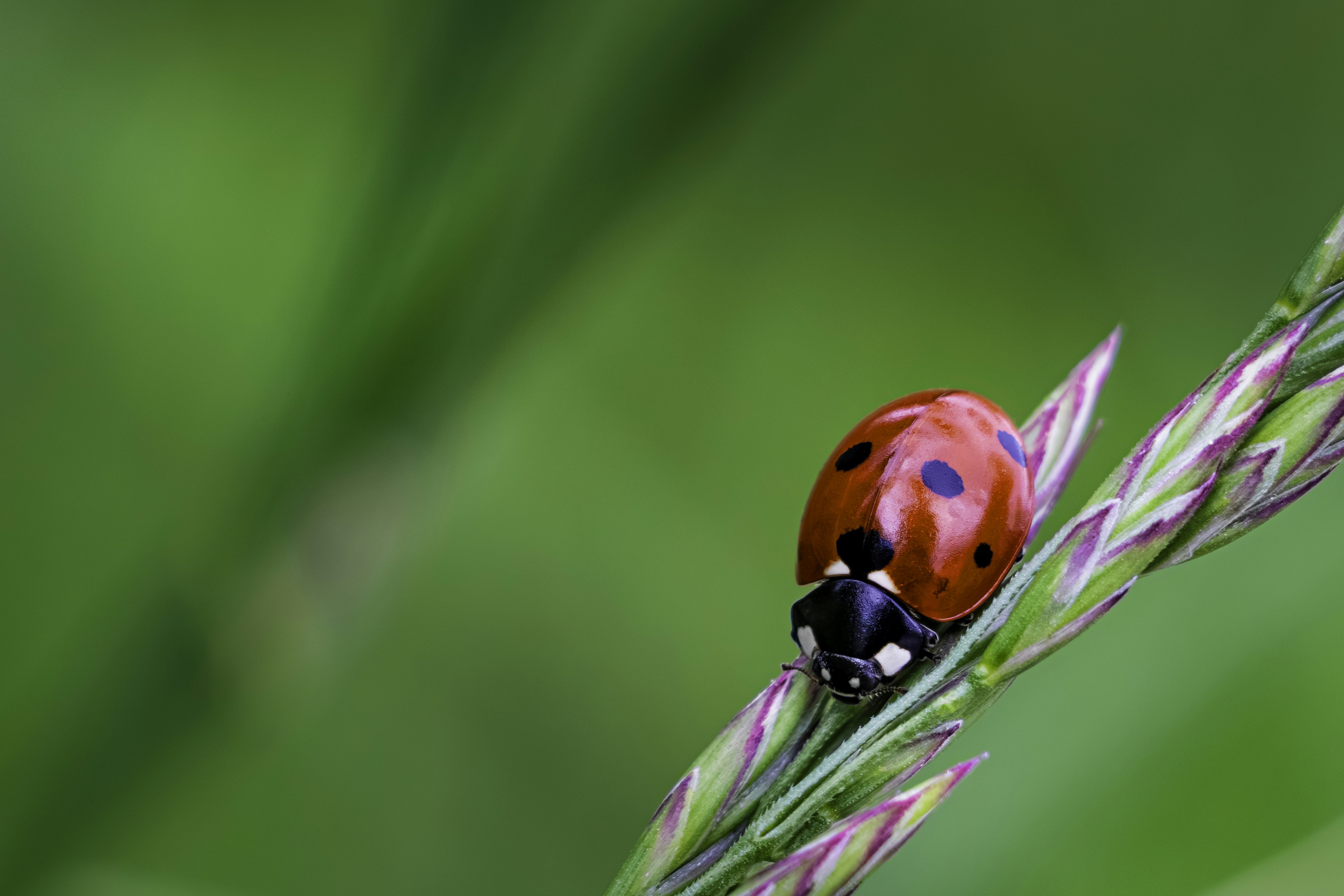 Crimson Visitor on a Velvet Grass Stem