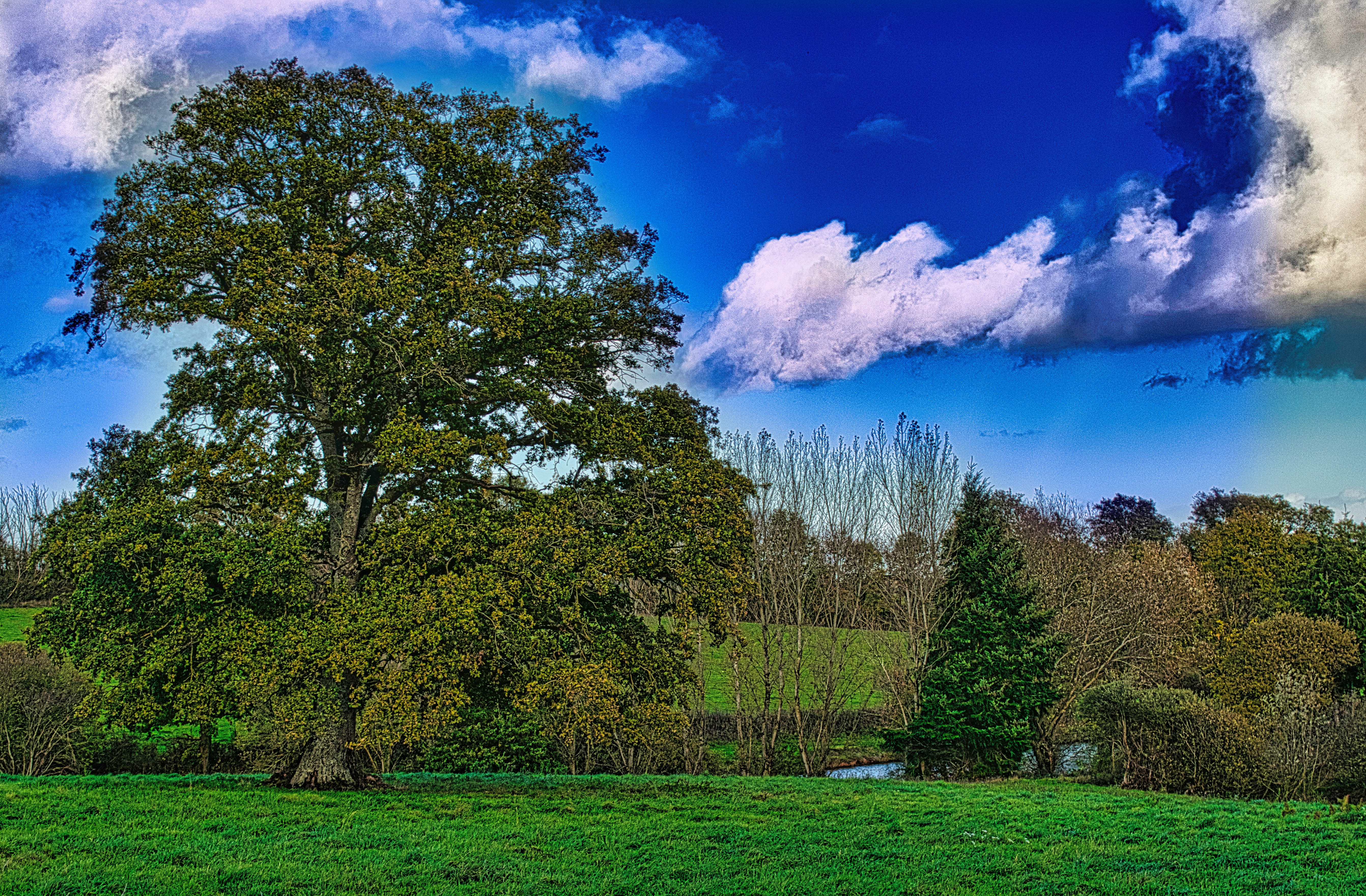 Majestic Oak Amid Open Pasture Under A Dynamic Sky