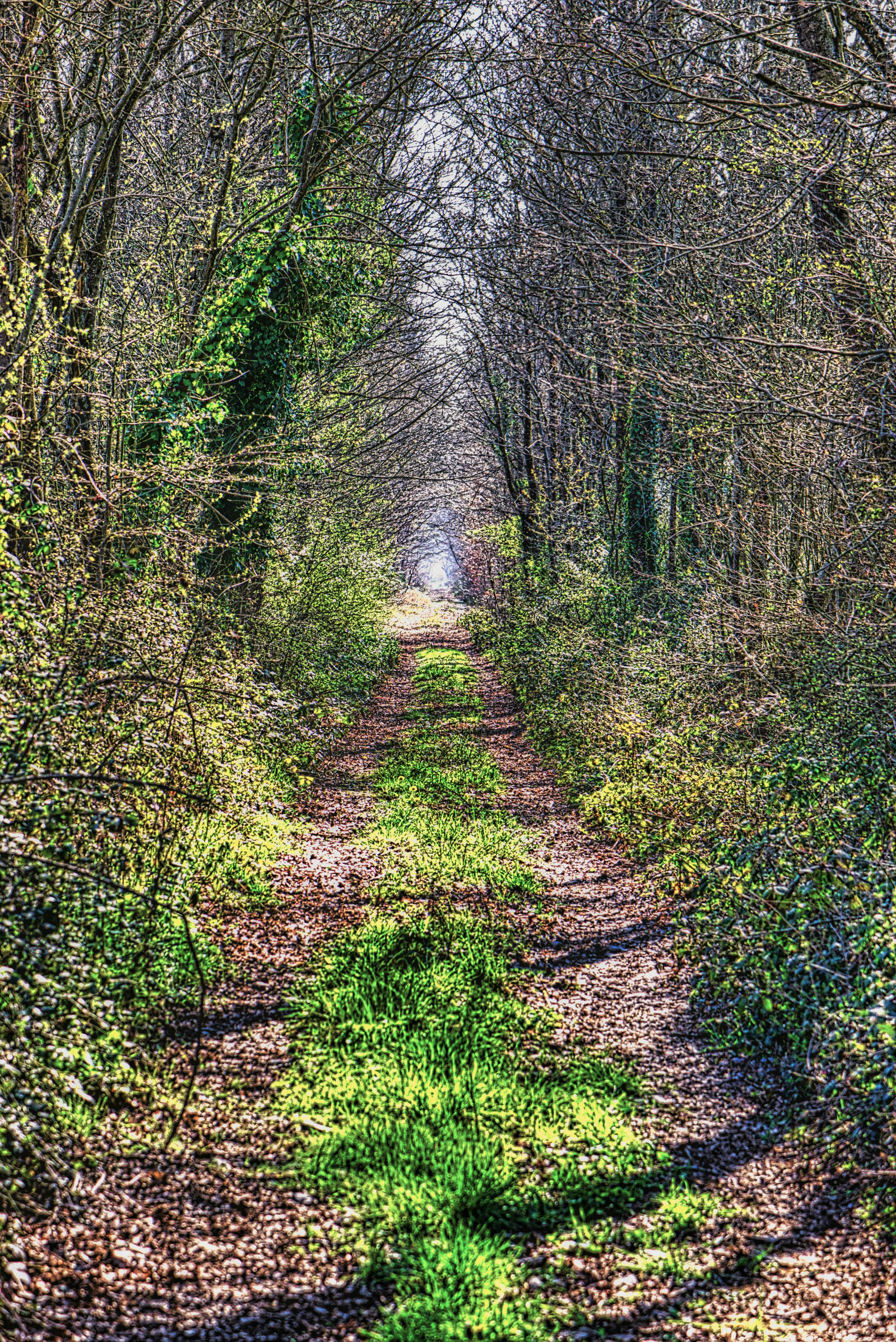 Verdant Tunnel: A Sunlit Path Through a Springtime Corridor