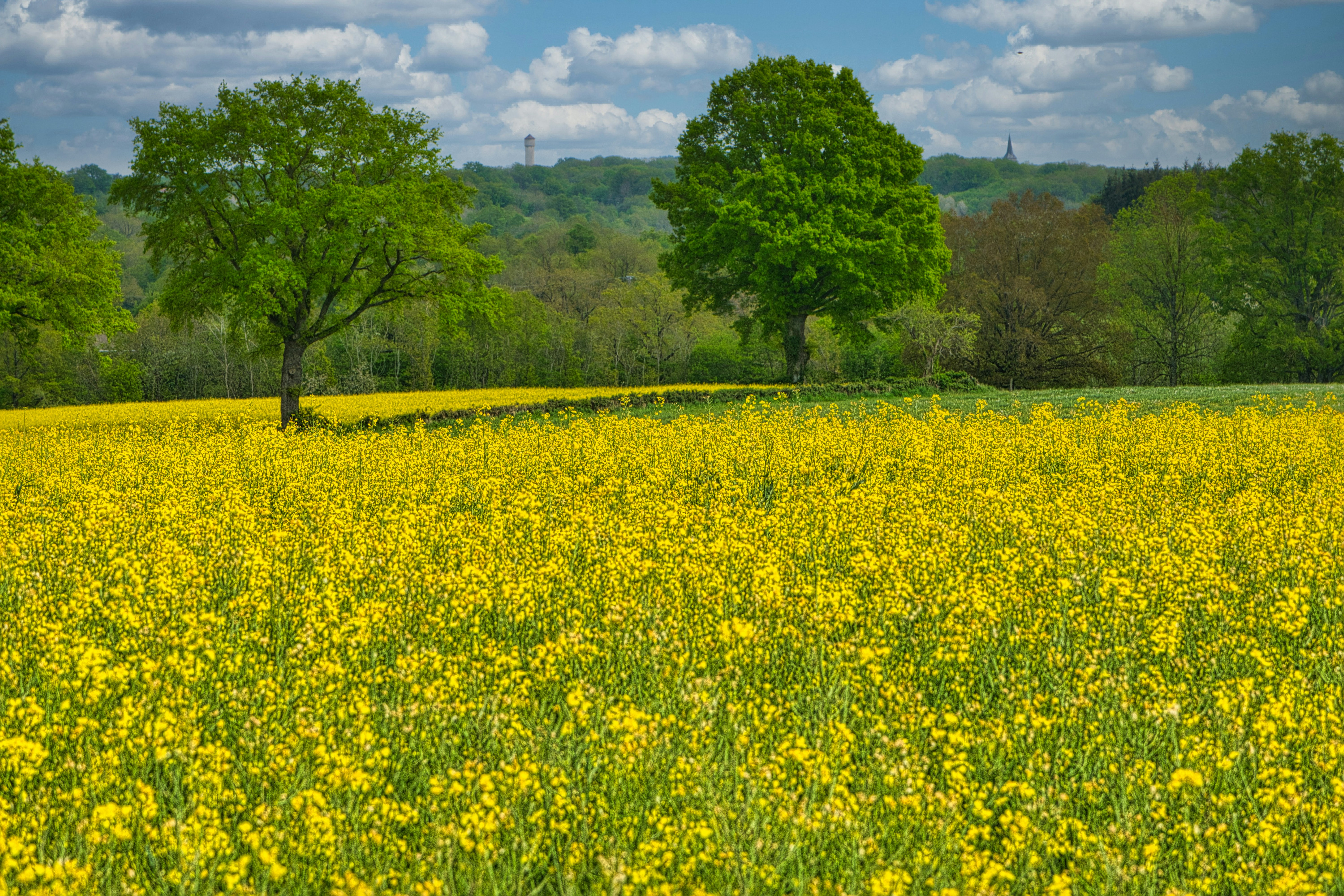 Yellow Sea of Bloom with Distant Trees under a Bright Sky
