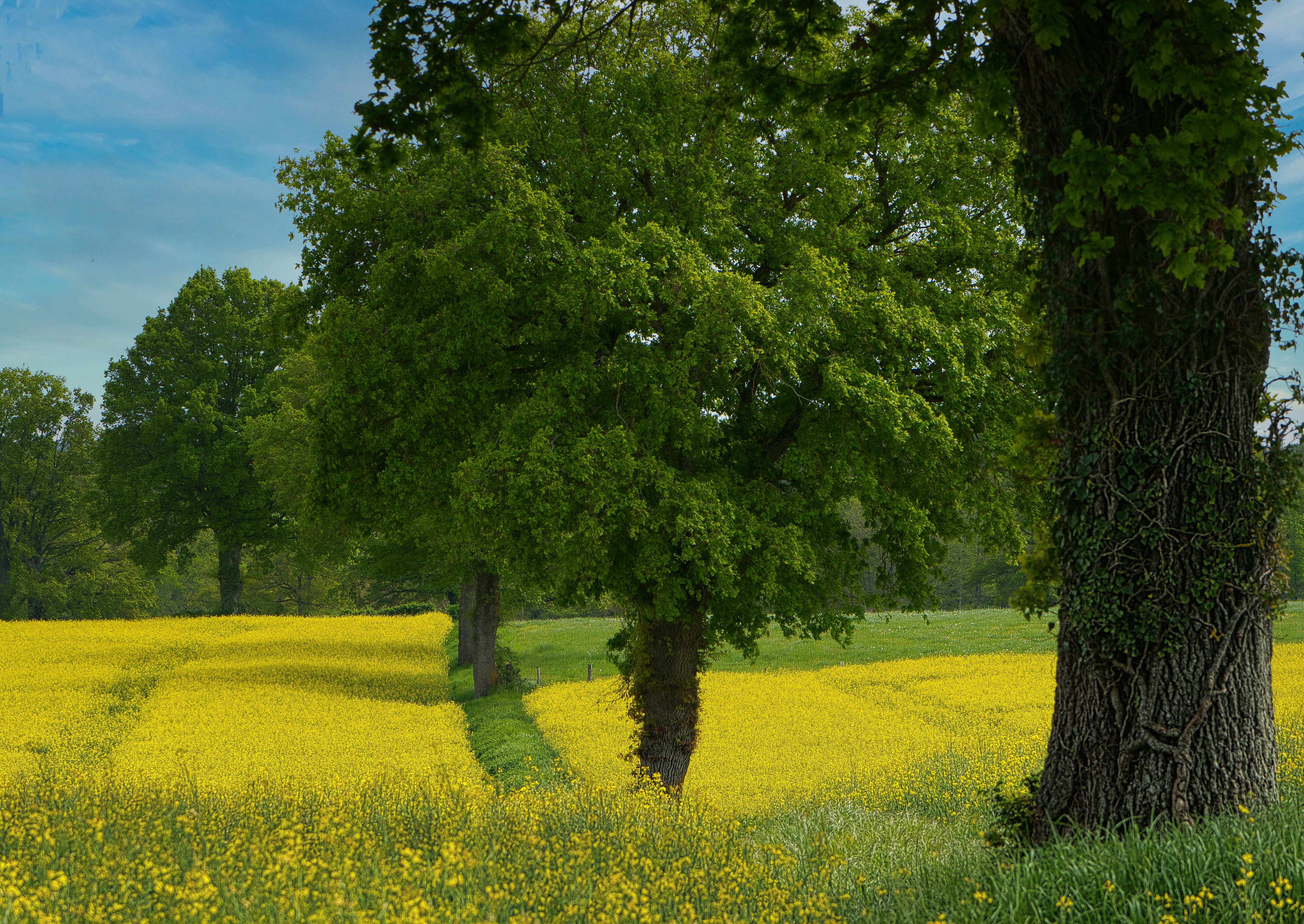 Sunlit Canary Field Framed by Ancient Oaks