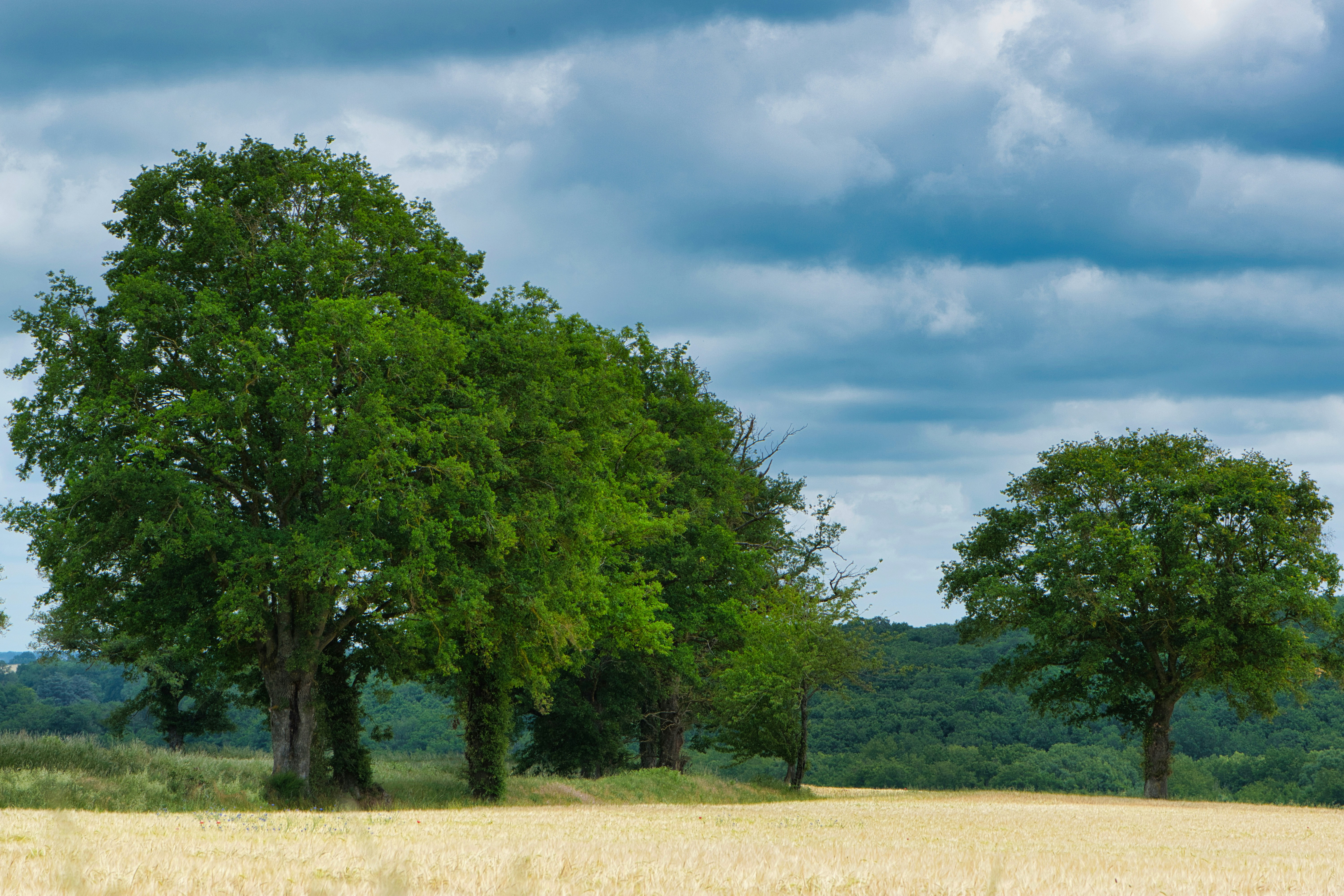 Three Trees on a Golden Field under a Brooding Sky