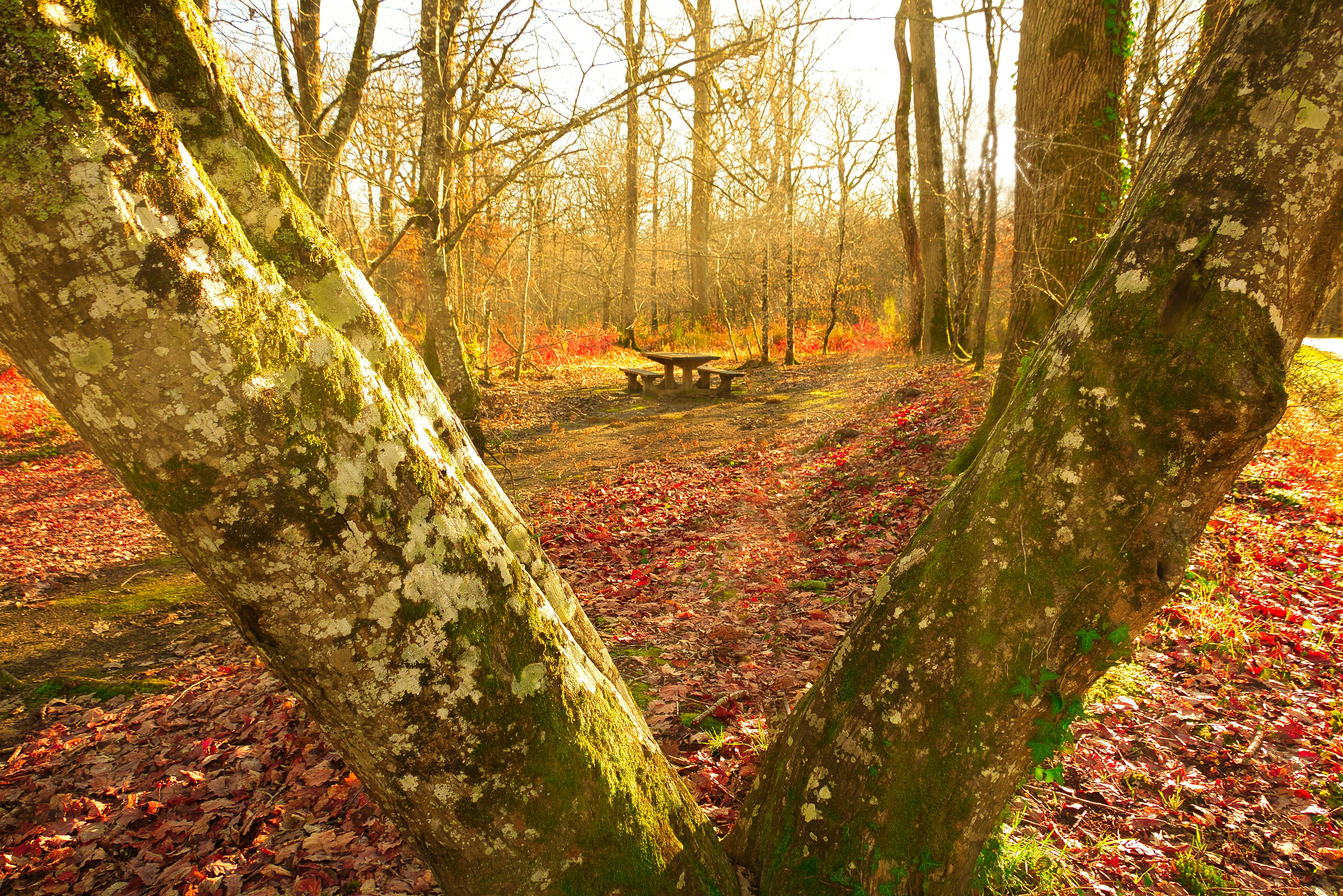 Sunlit Clearing Framed by Mossy Tree Trunks