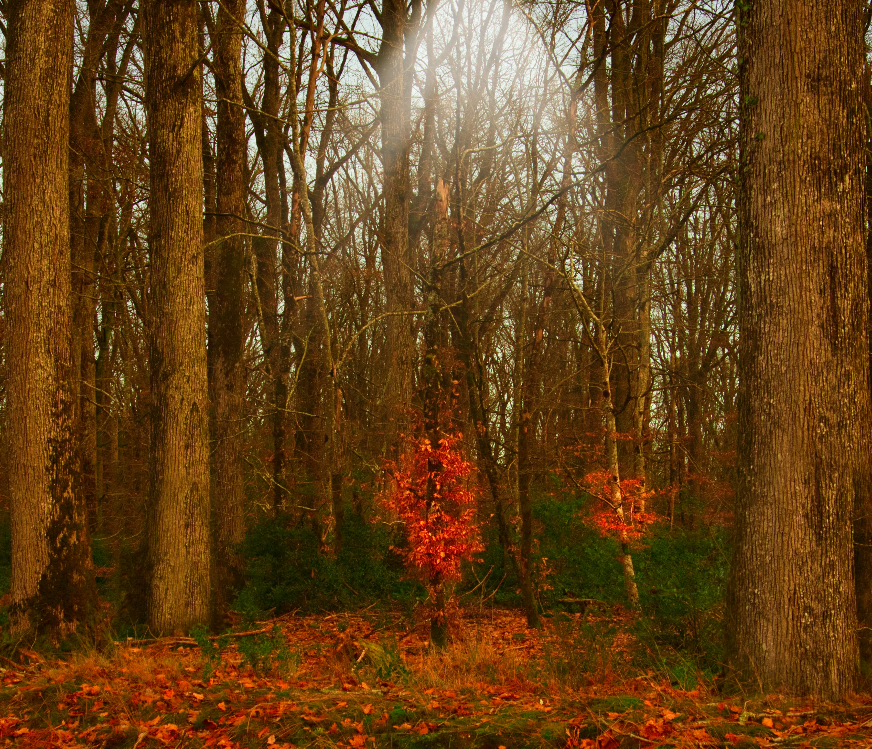 Autumn Forest Glow: Leaf Litter and Light in the Quiet Clearing