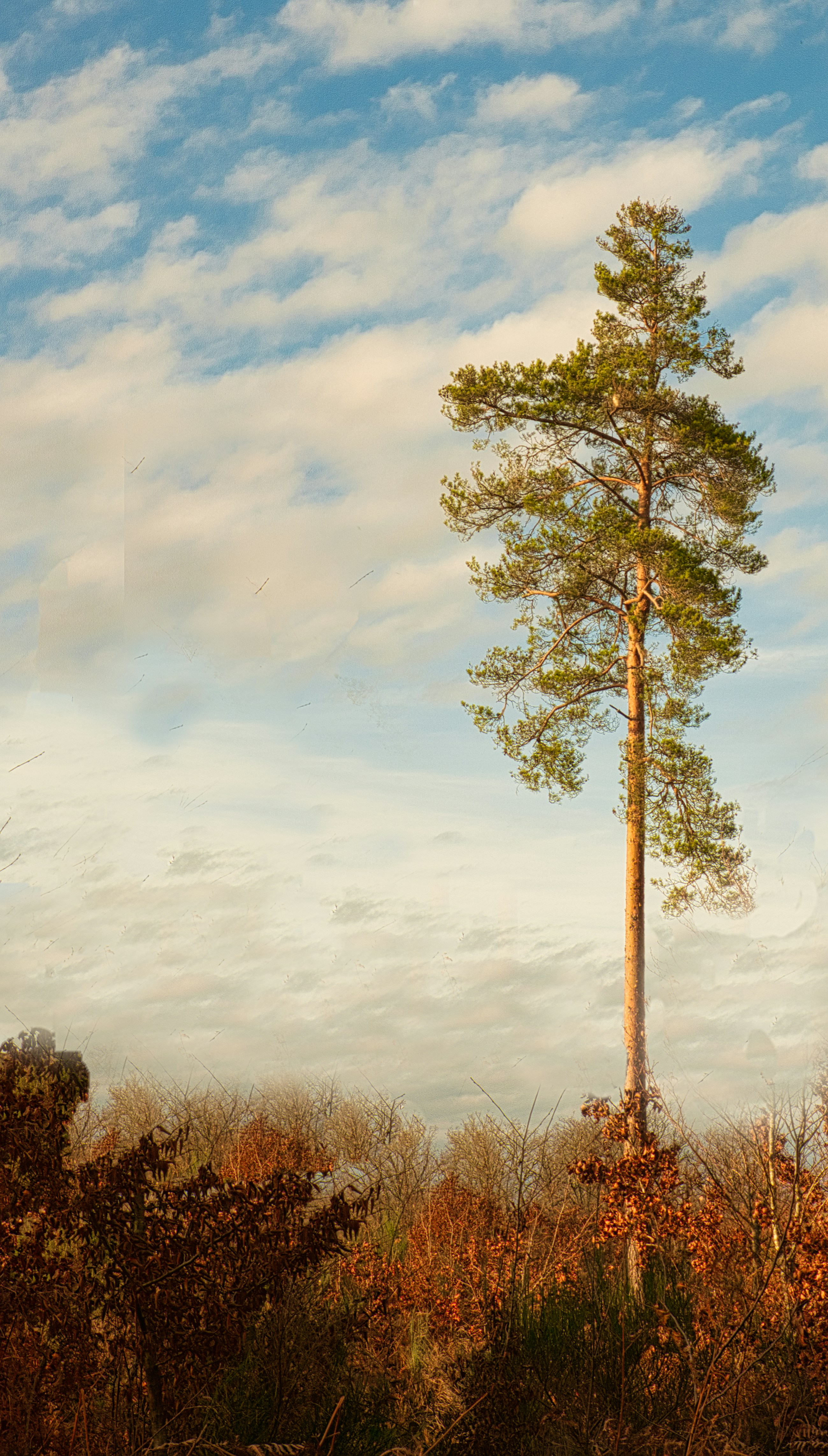 Sentry of the Pines: A Lone Tree Against a Quiet Sky