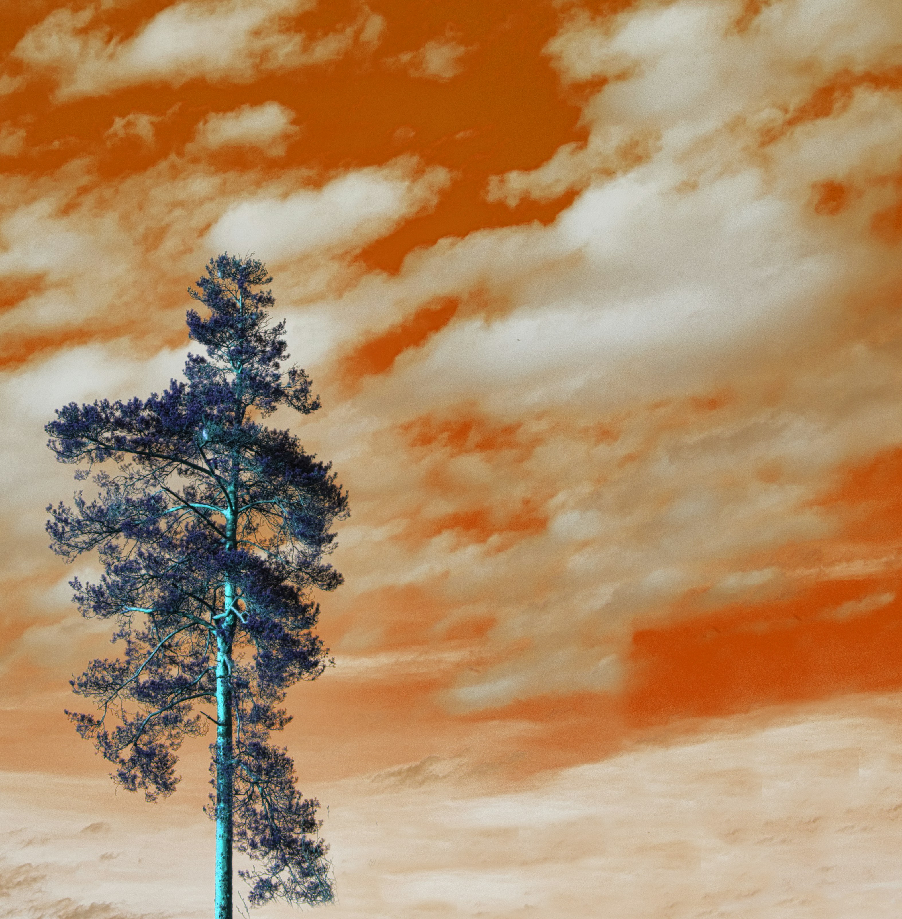 Azure Pine Against a Tangerine Sky