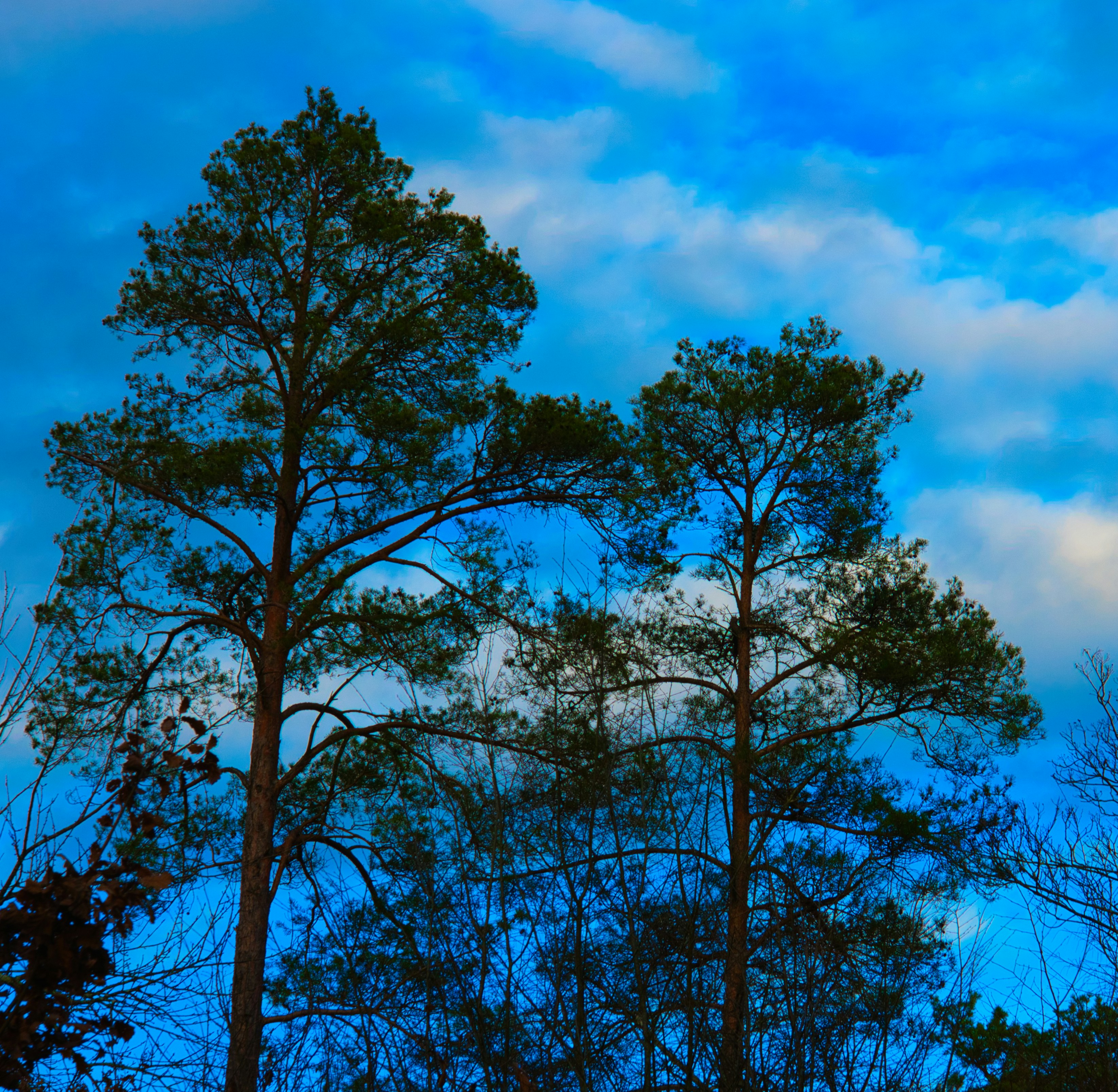 Skyward Silhouettes: Twin Pines Against a Vivid Sky