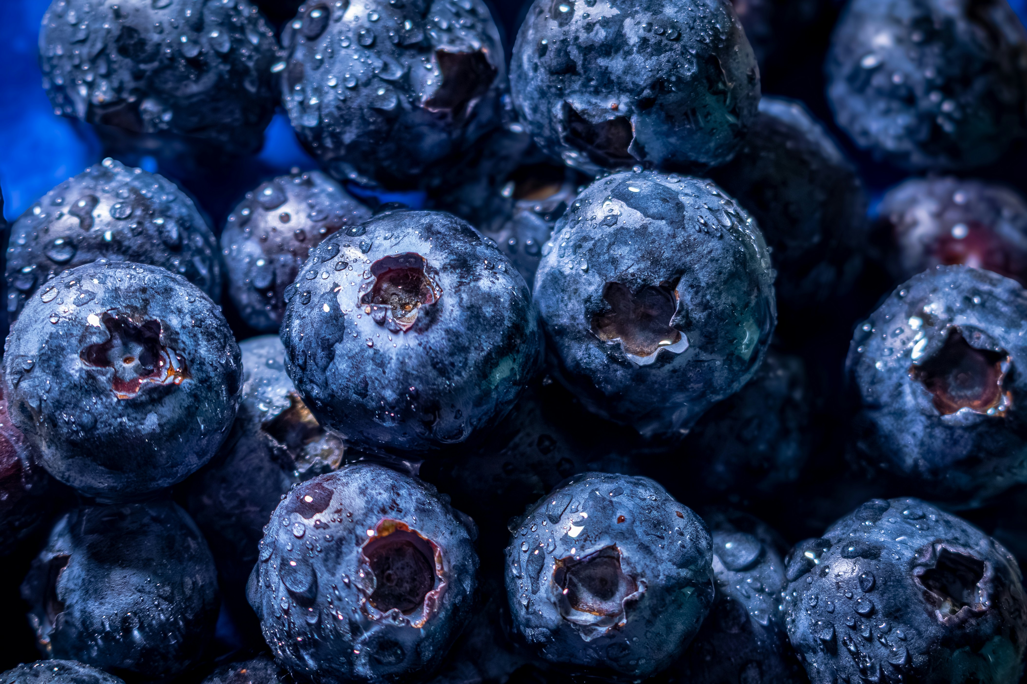 Blue Velvet Berries: a close-up of dew-kissed blueberries
