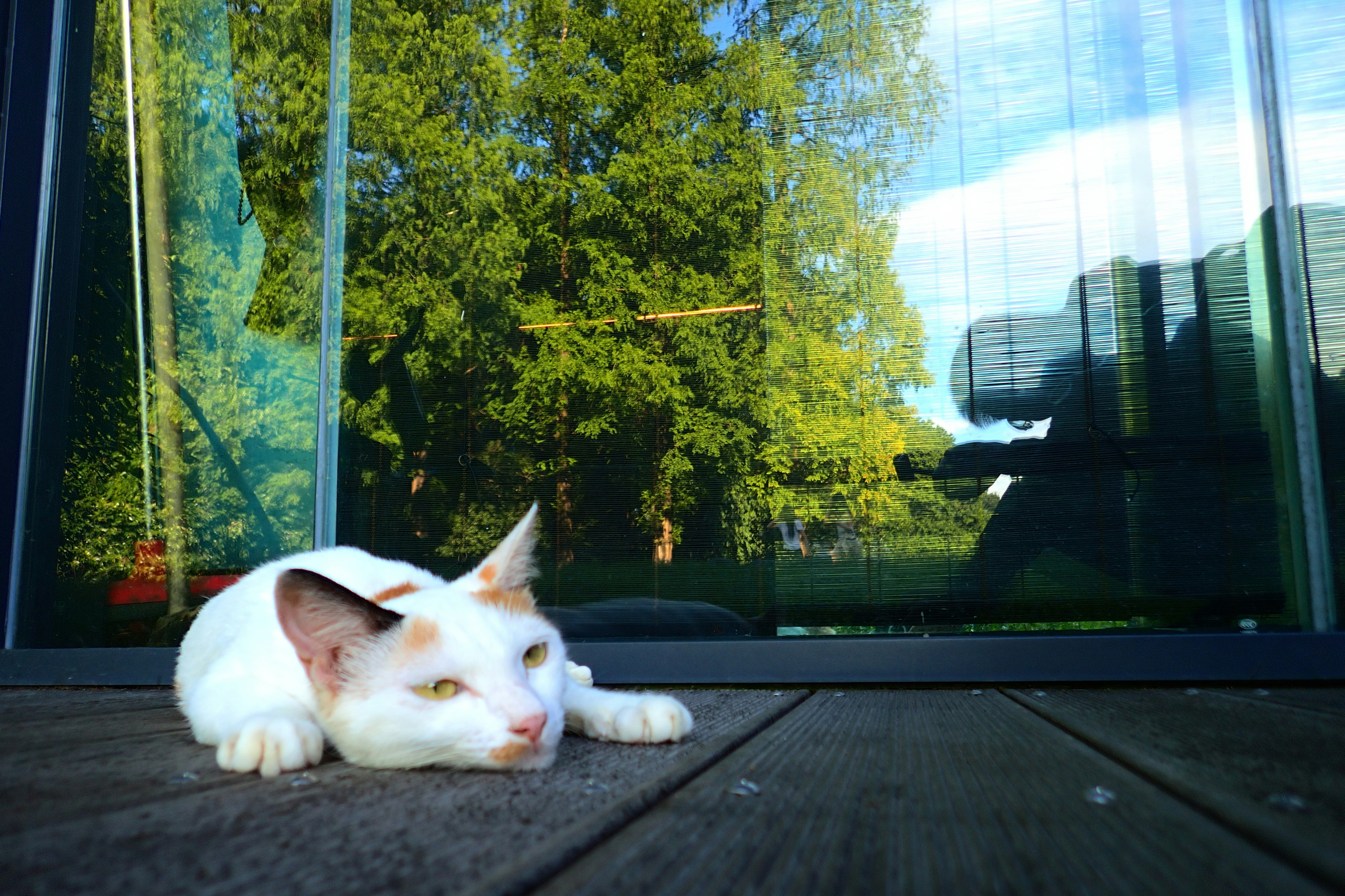 Sunlit Slumber: A Cat Reposes on a Wooden Deck