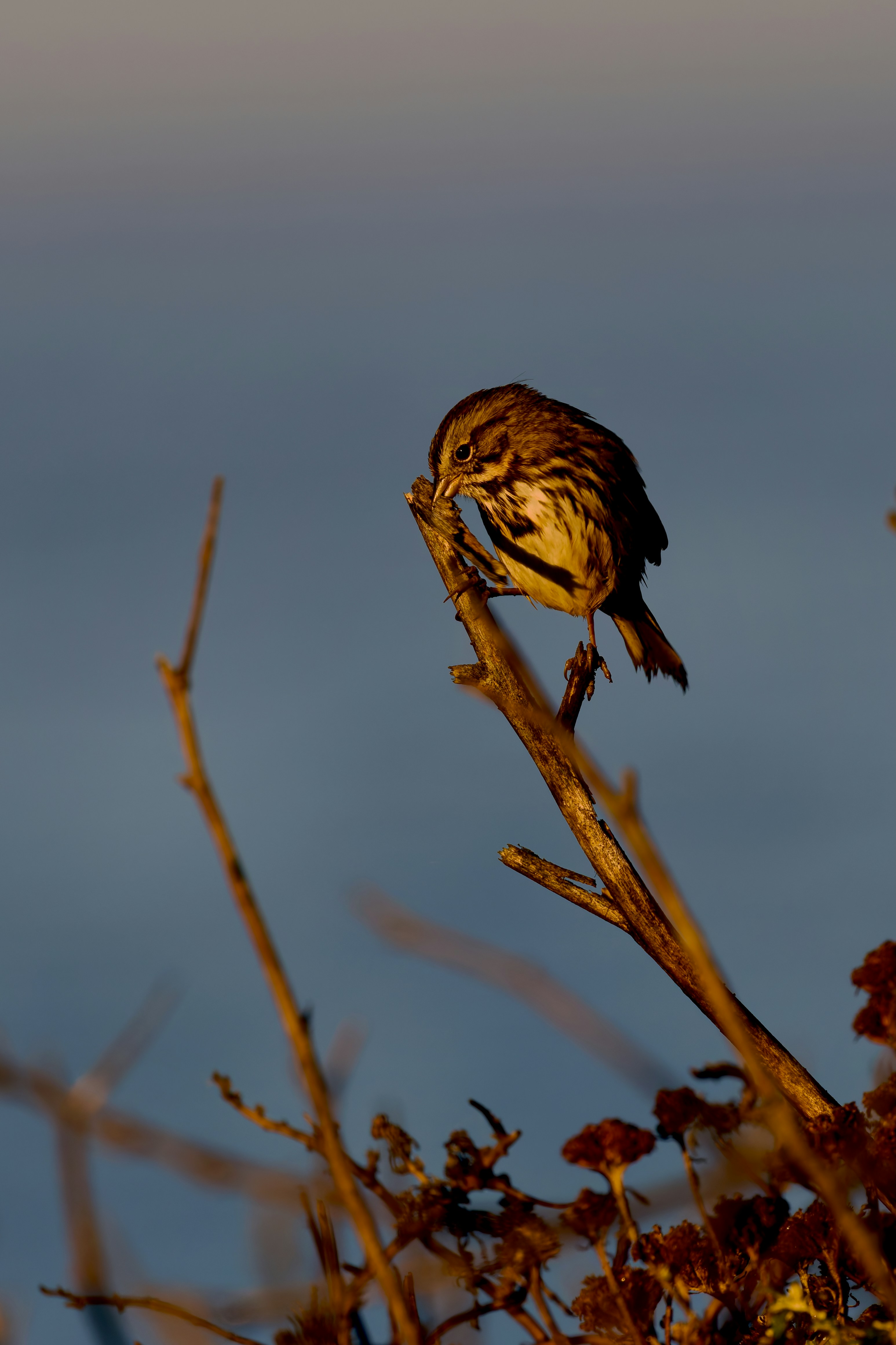 Perched Meadow Warbler in Golden Hour Silence