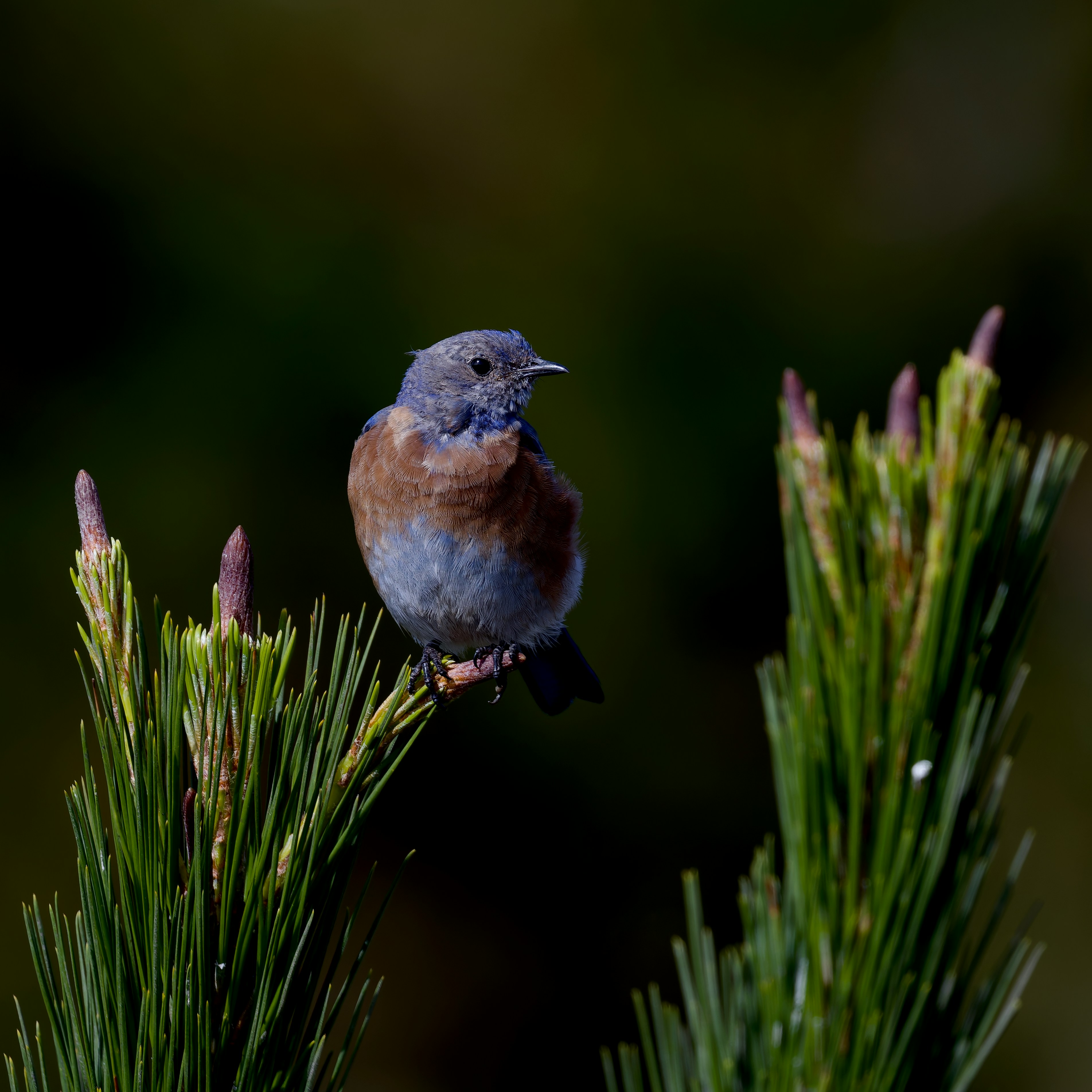 Azure Robin on Pine Needle Throne