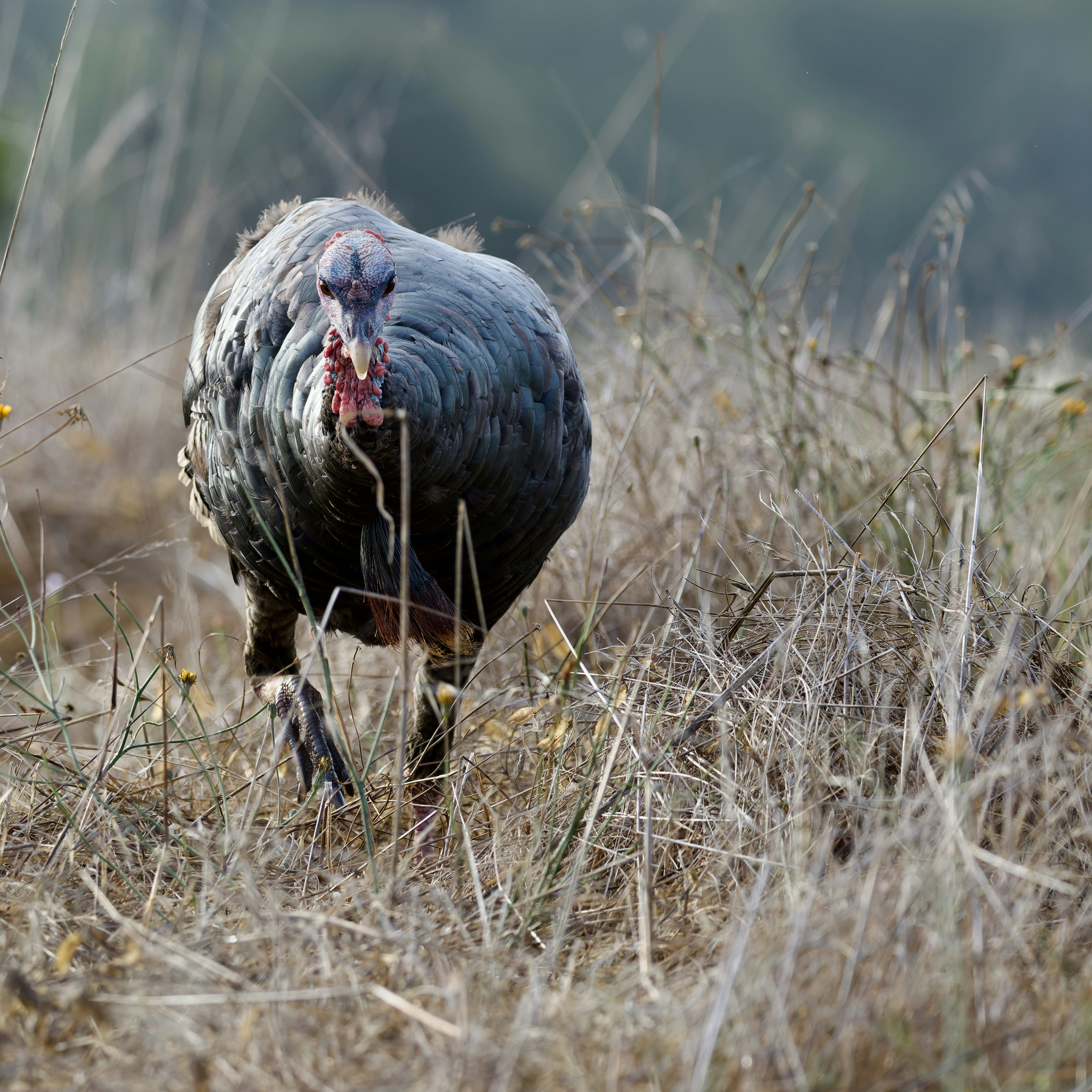 Grounded Strut: A Wild Turkey Comes Back to Feed in Dry Grass
