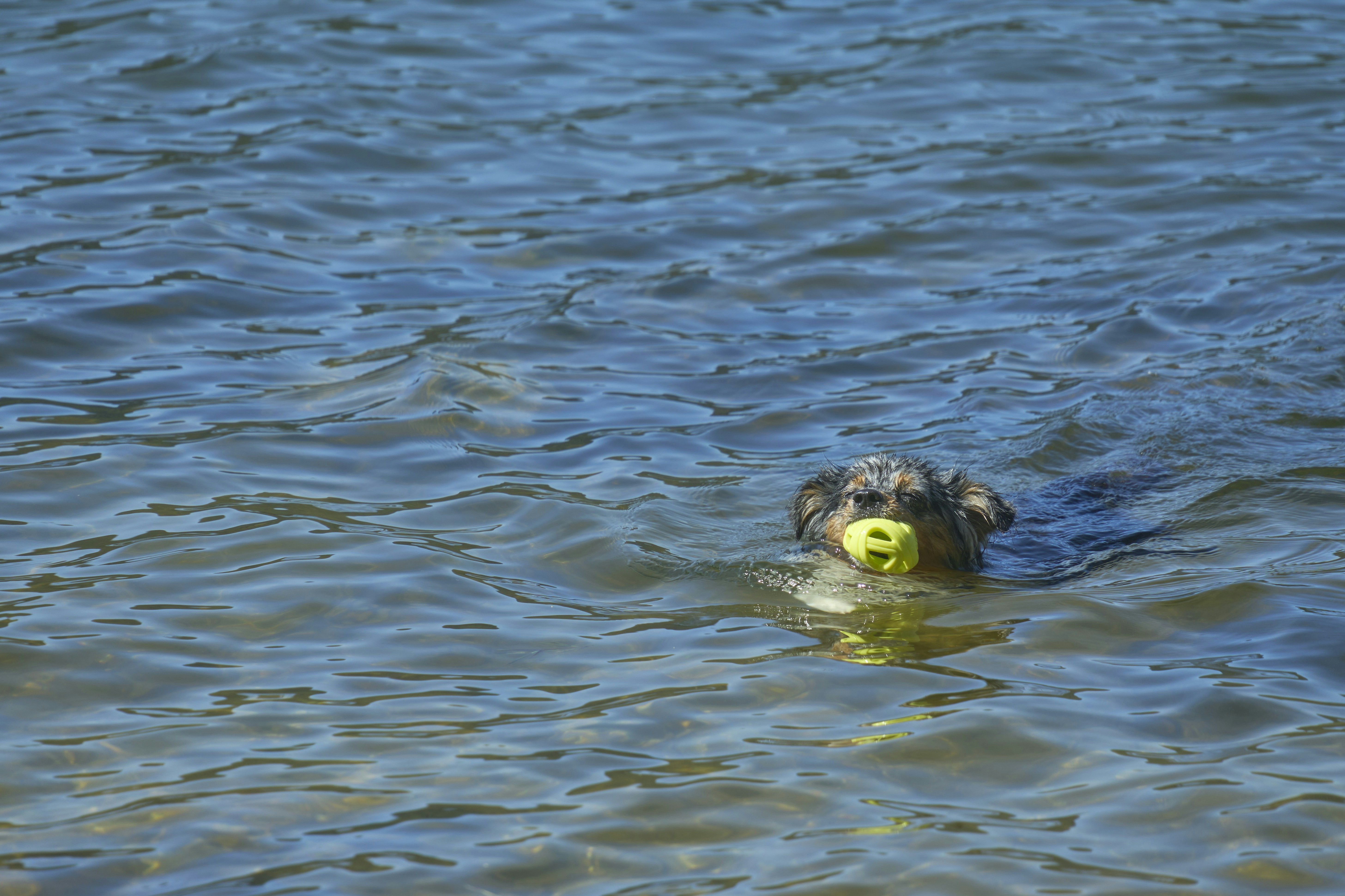 Retriever in blue-green waters with a lime ball