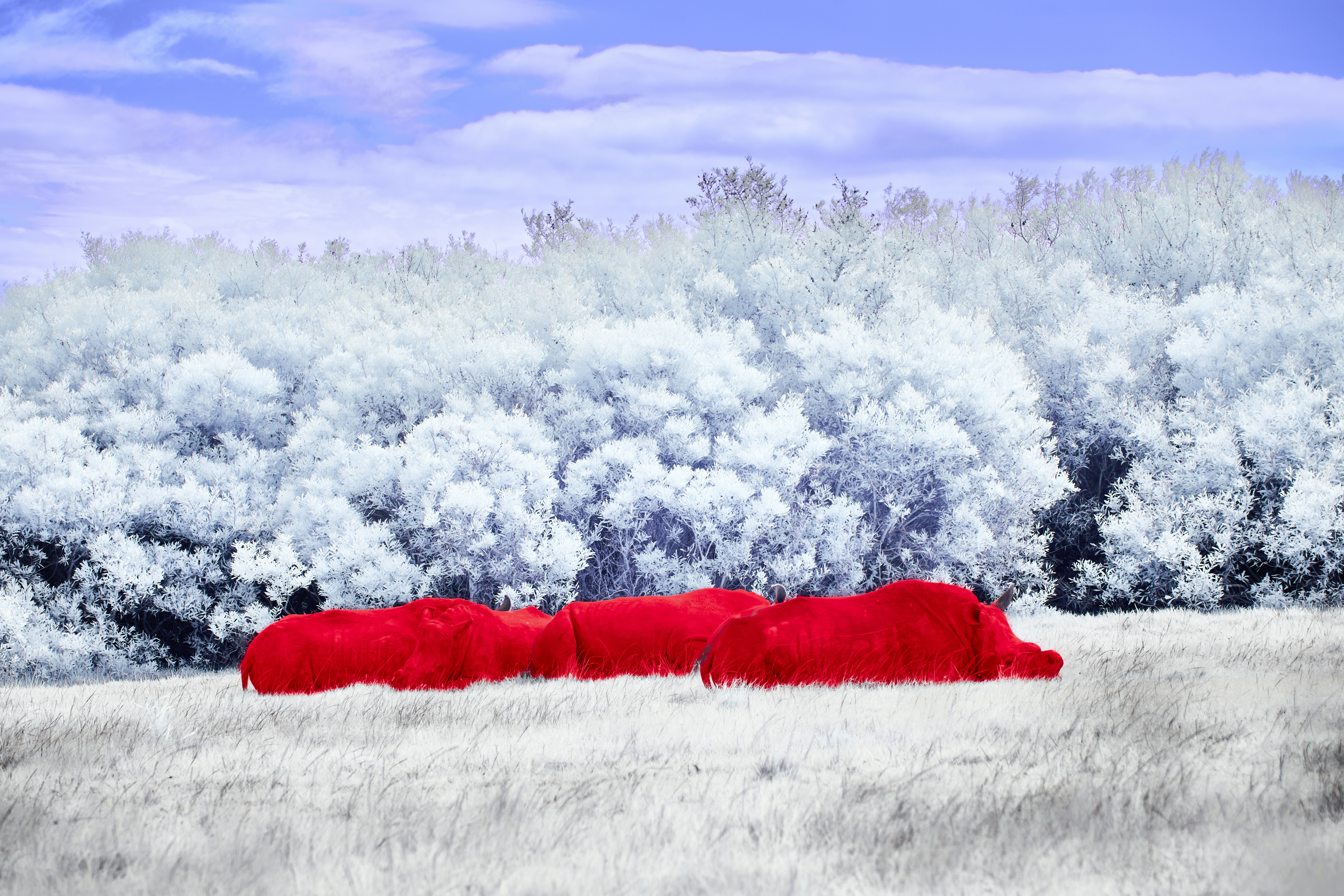 Crimson Herd Resting in a Quiet Prairie
