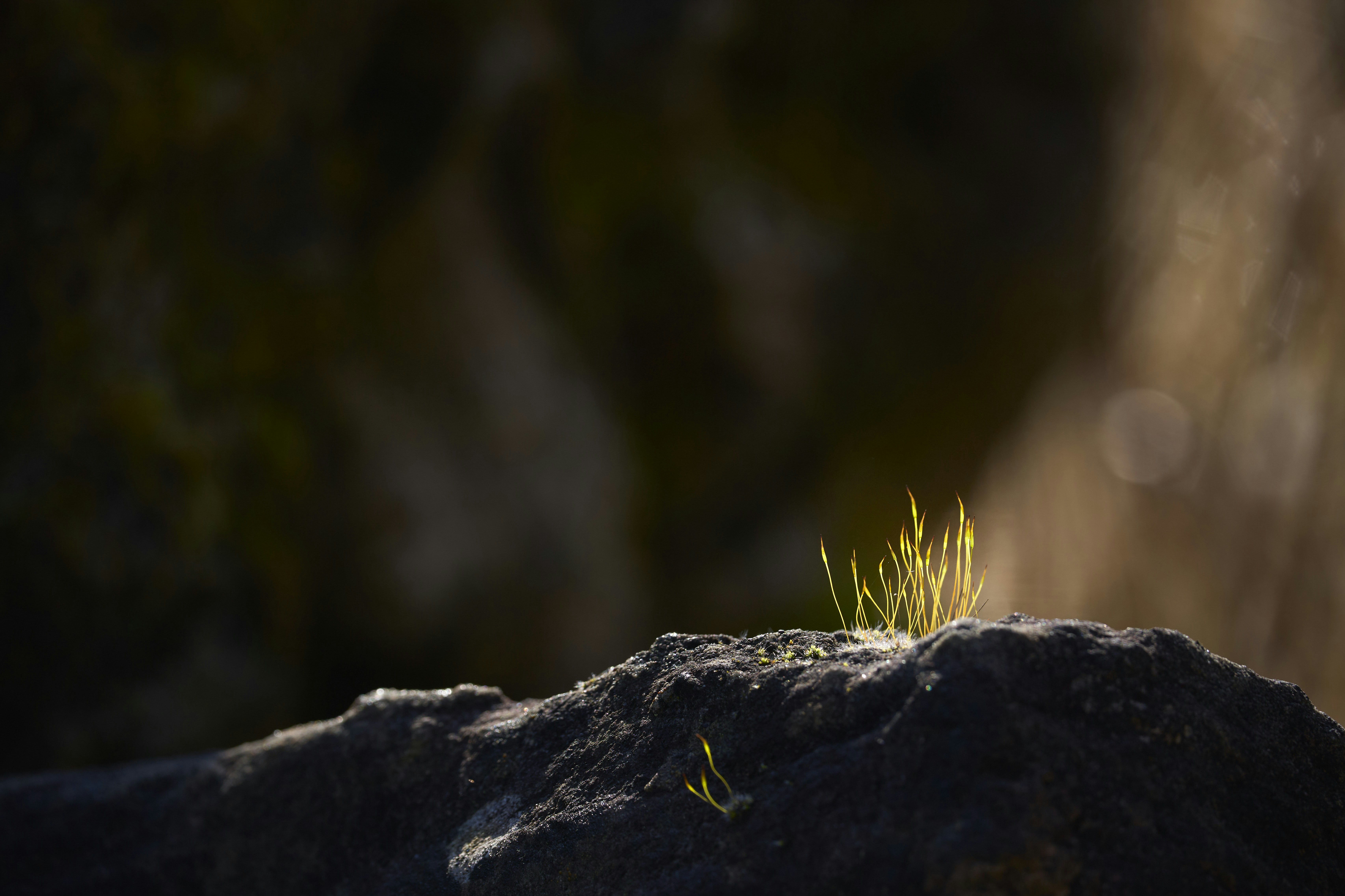 Emergence on the Ridge: A Solo Grass Blade Breaching the Rock