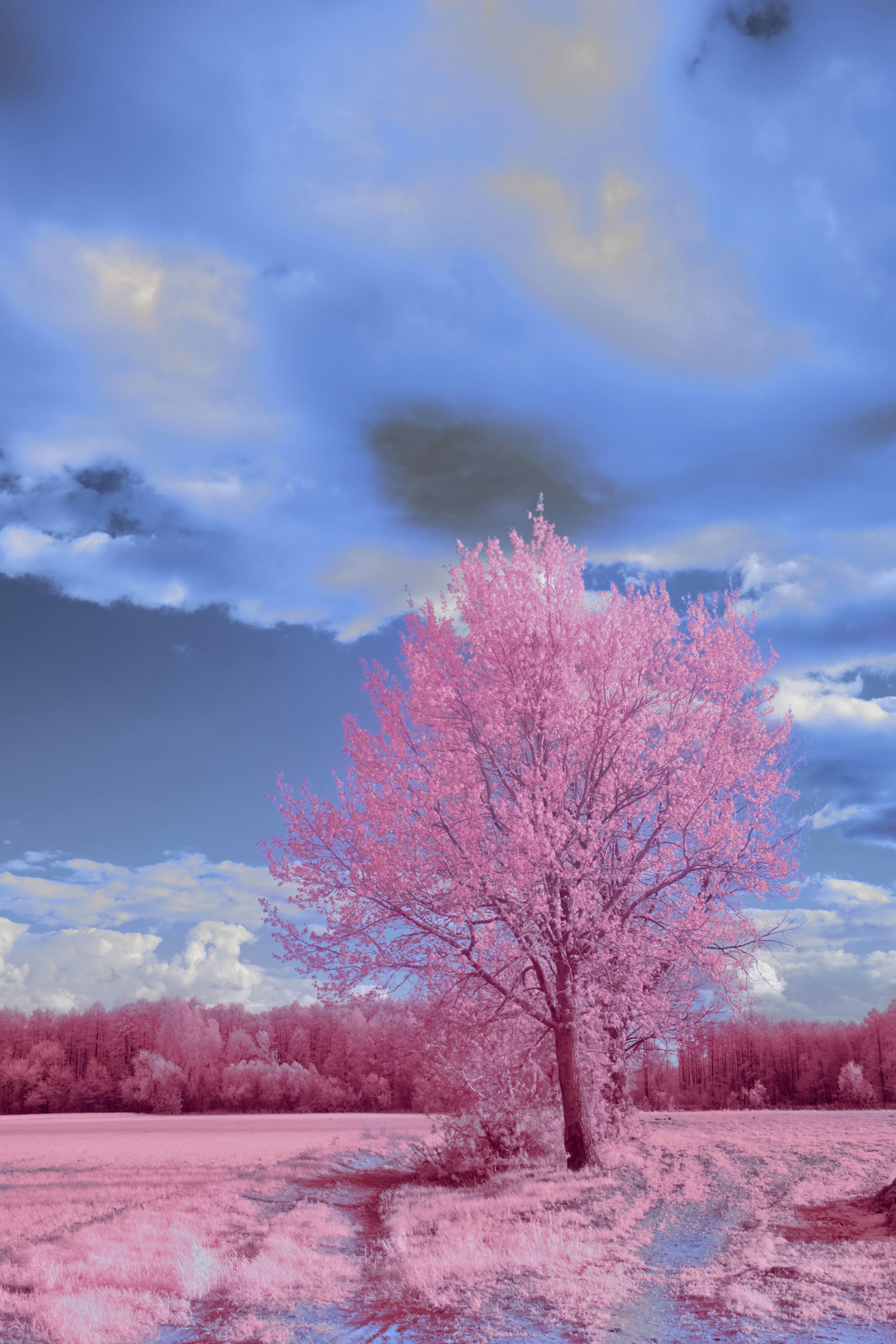 Infrared Orchard: A Pink-Leaf Lone Tree Amid a Dreamlike Field