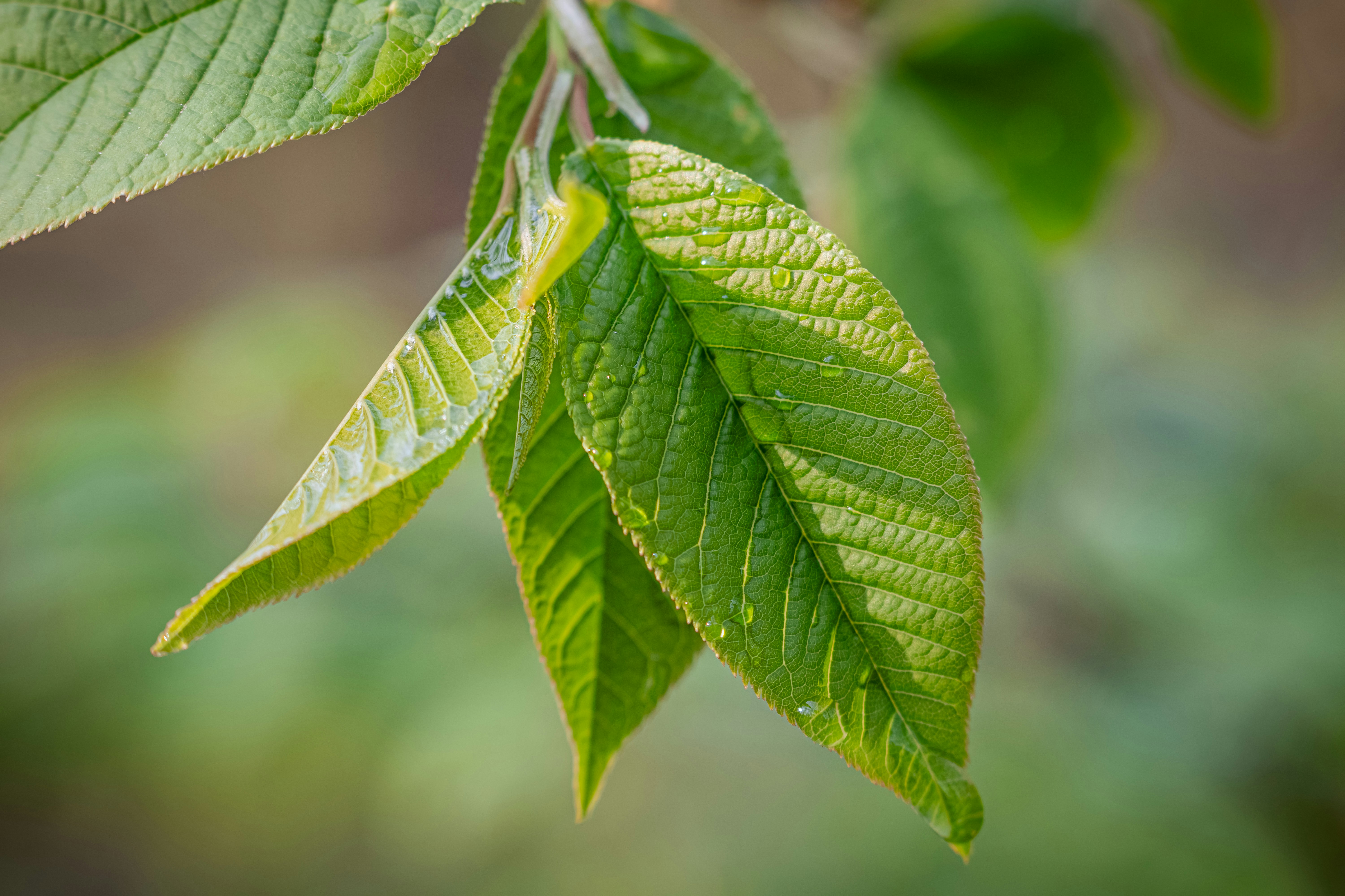 Emerald Veins: A Close-Up of Fresh Leaves Amid Soft Greens