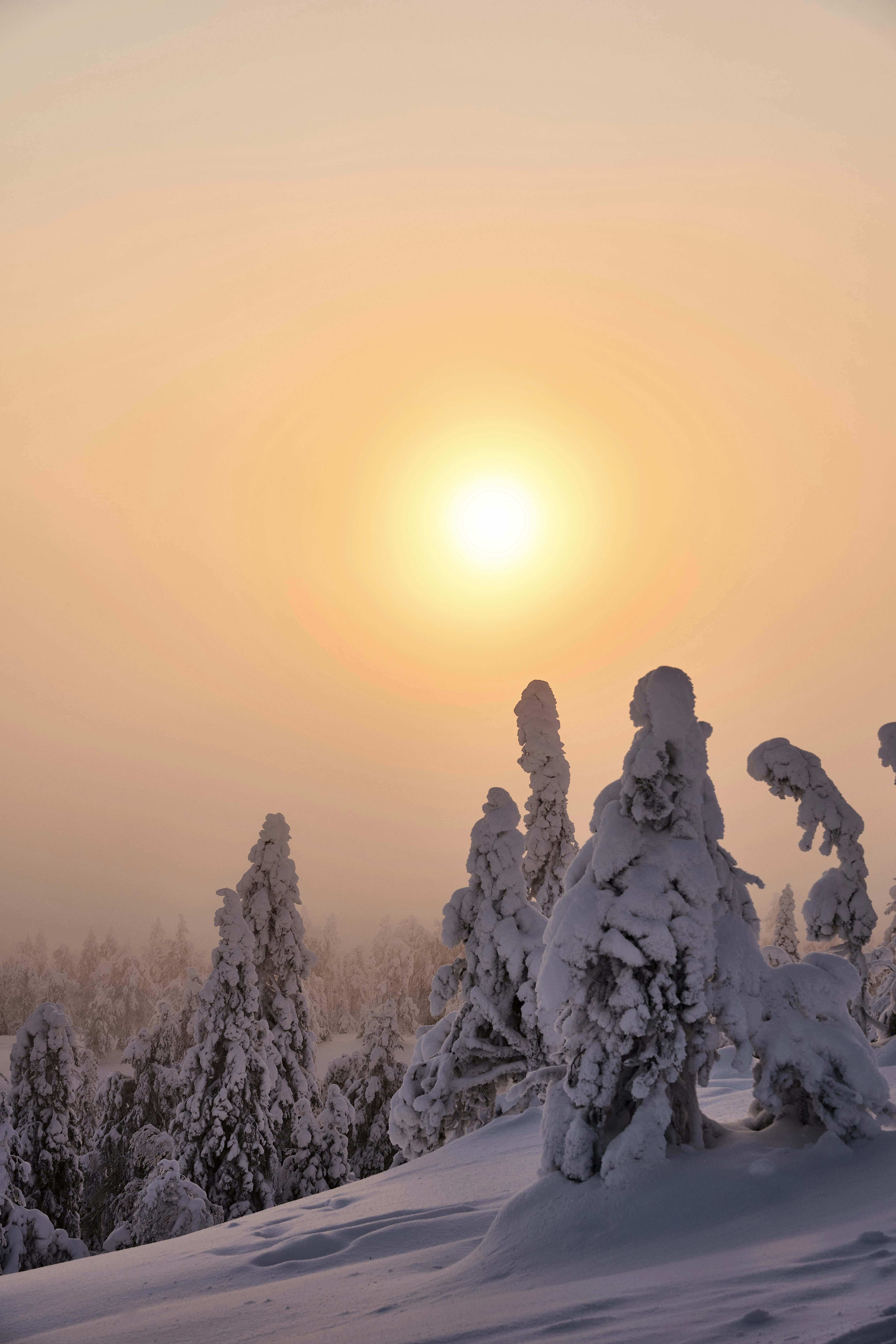 Dawn Embrace: Snow-Kissed Trees Silhouetted by a Gentle Sunrise