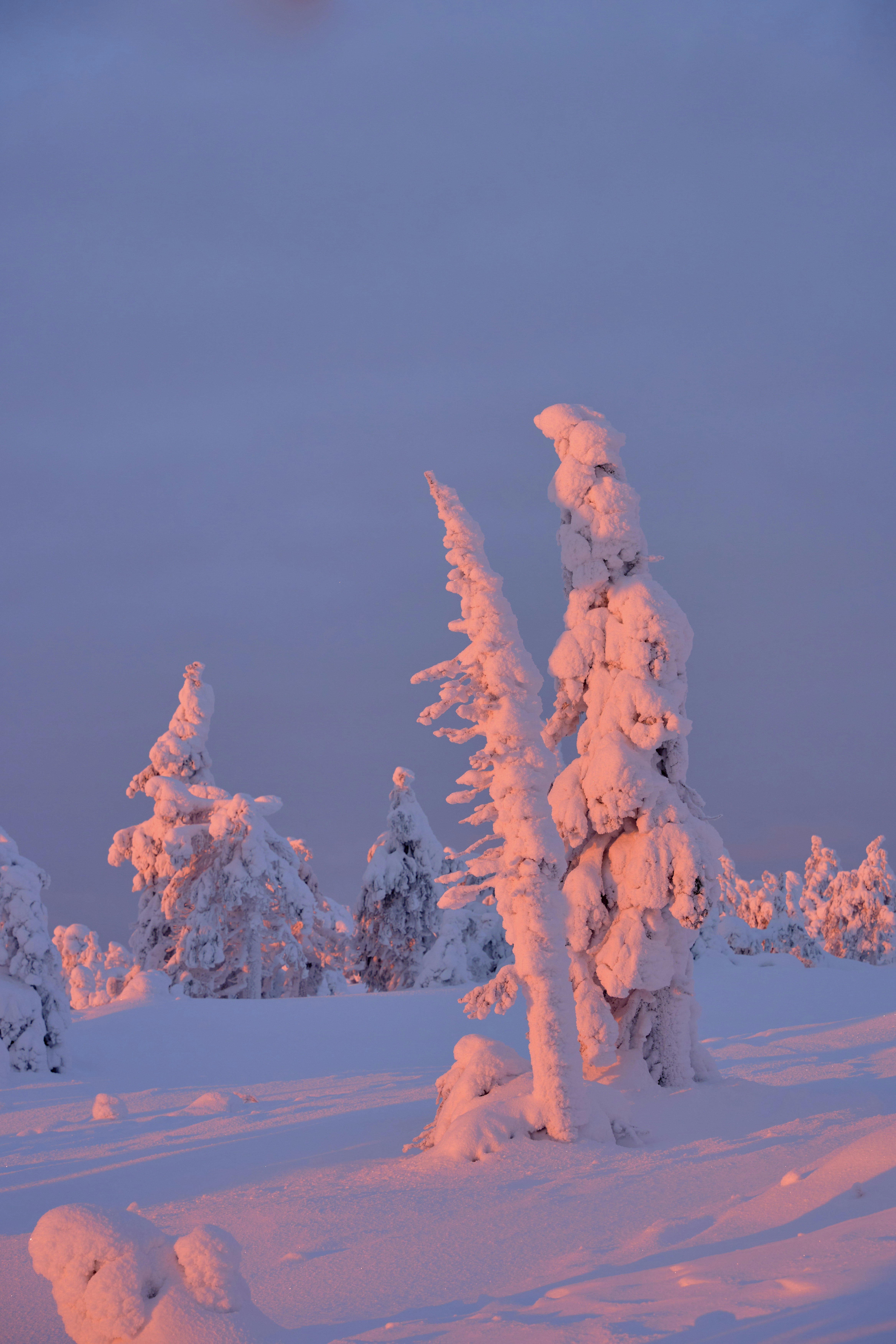 Pink-Glowed Pines in First Light