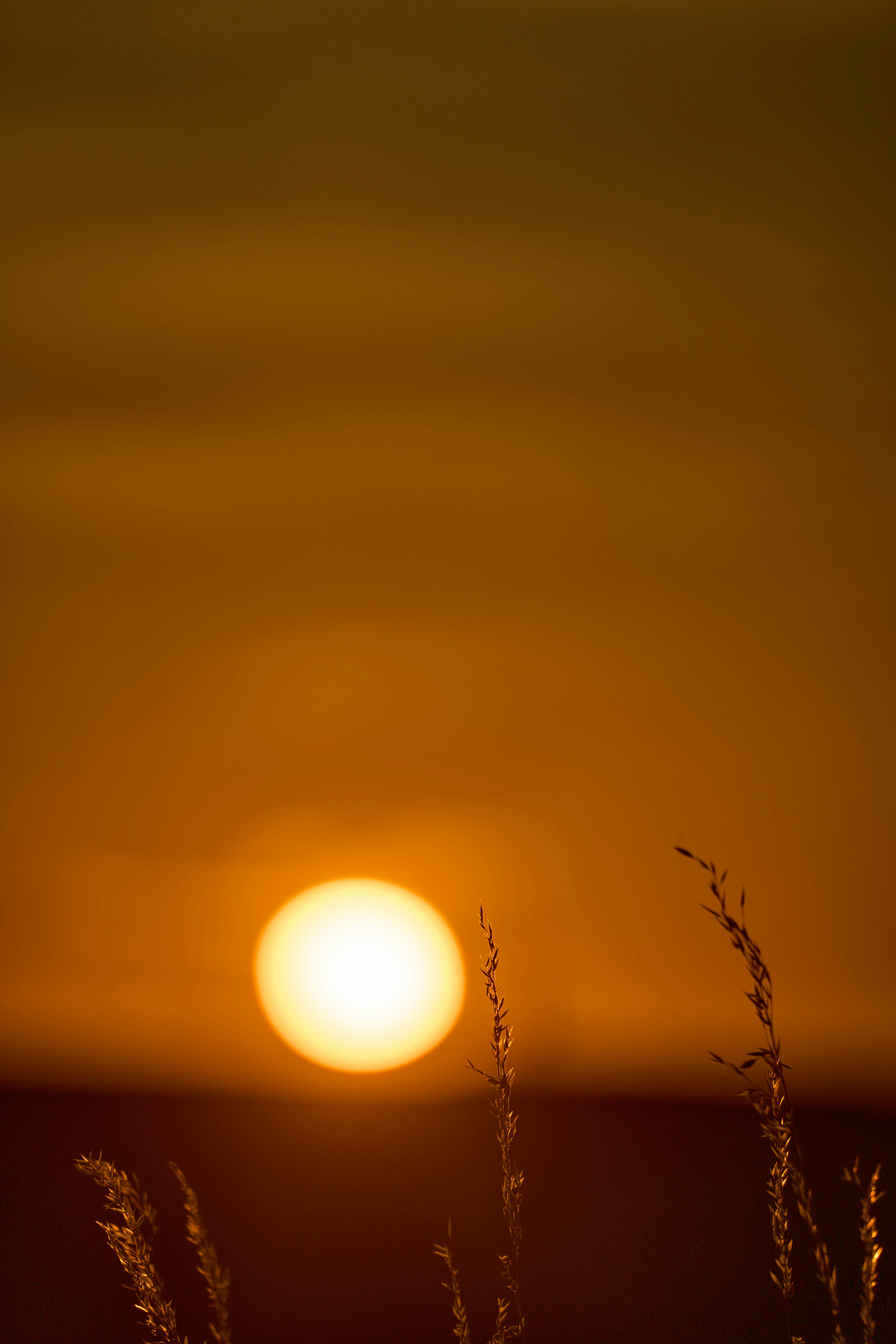 Sunlit Field Silhouette at Dusk