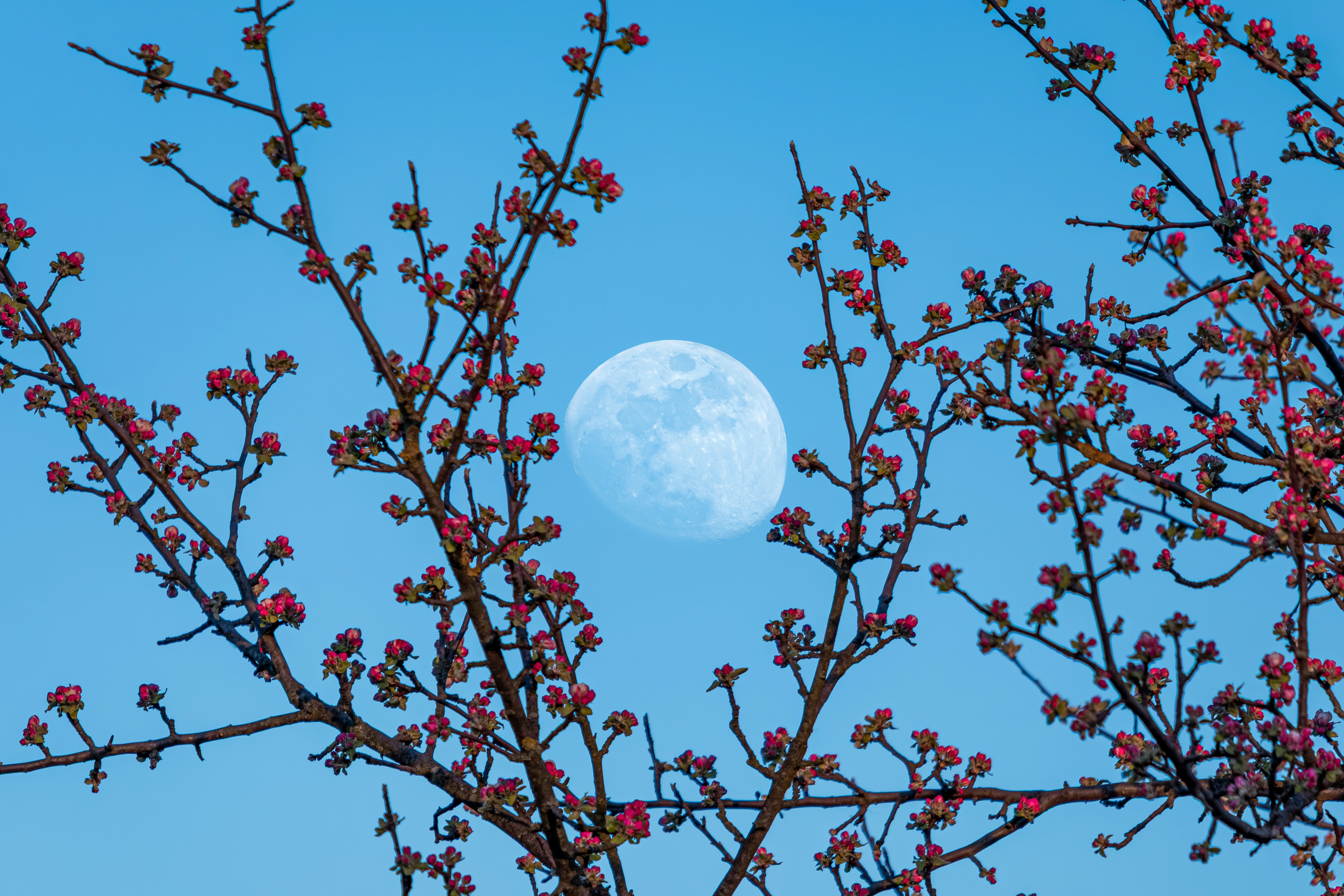 Moonlit Bloom: Crescent Moon Framed by Spring Blossoms