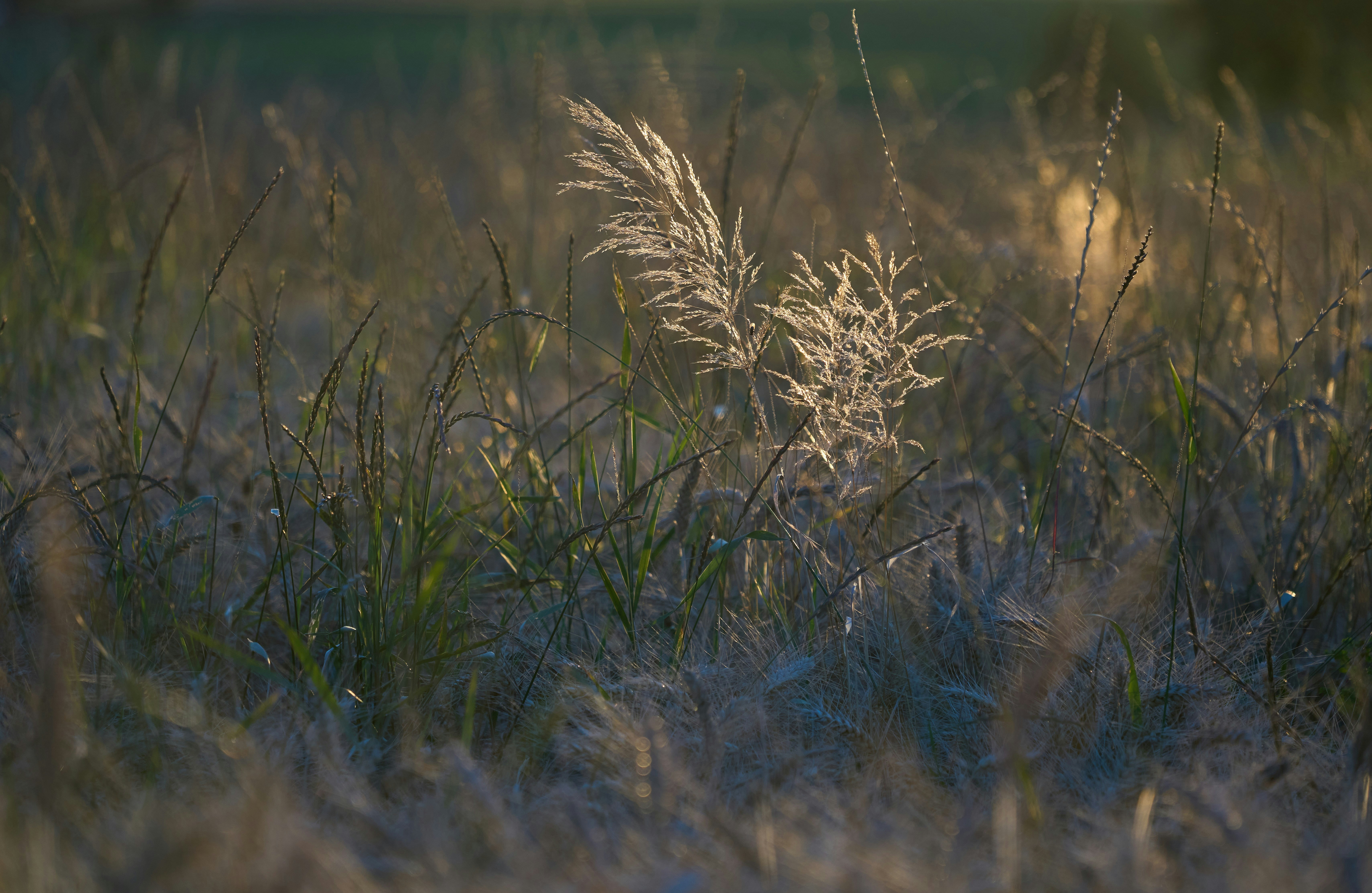 Tall grasses backlit by low golden light in a field