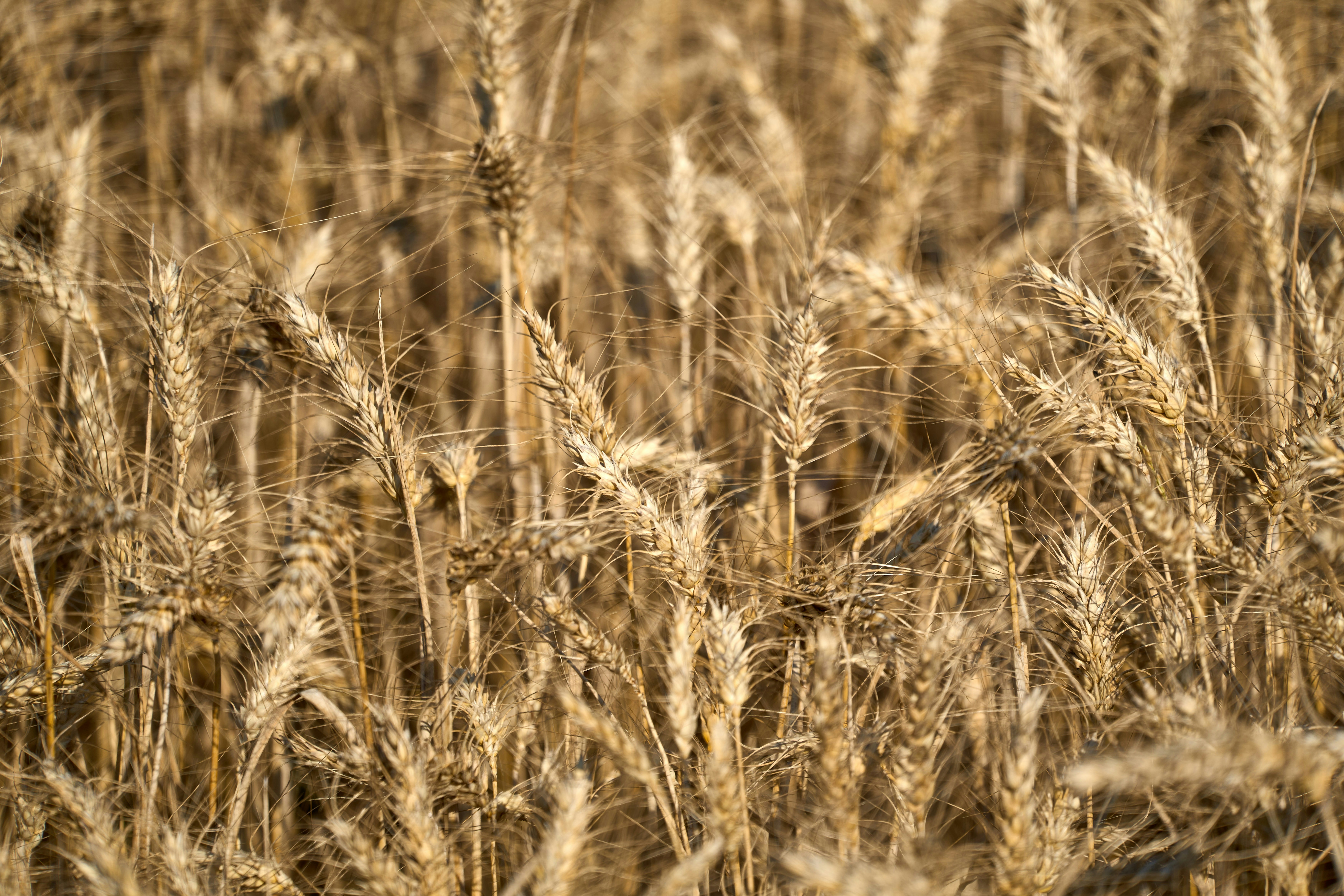 Amber Glade: Sunlit Reed in a Quiet Field