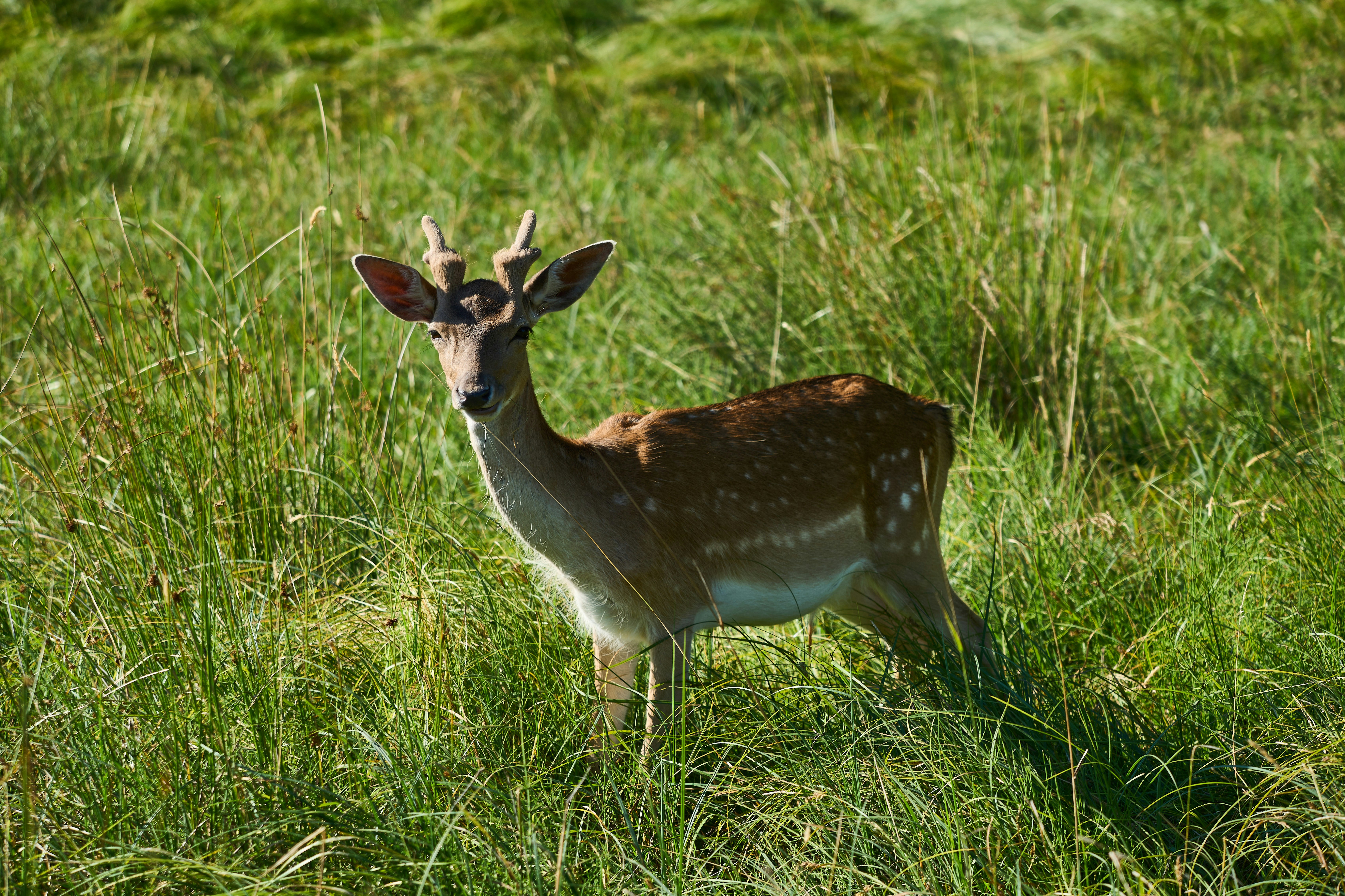 Dappled Grace: A Fawn-like Deer Pauses in Sunlit Field