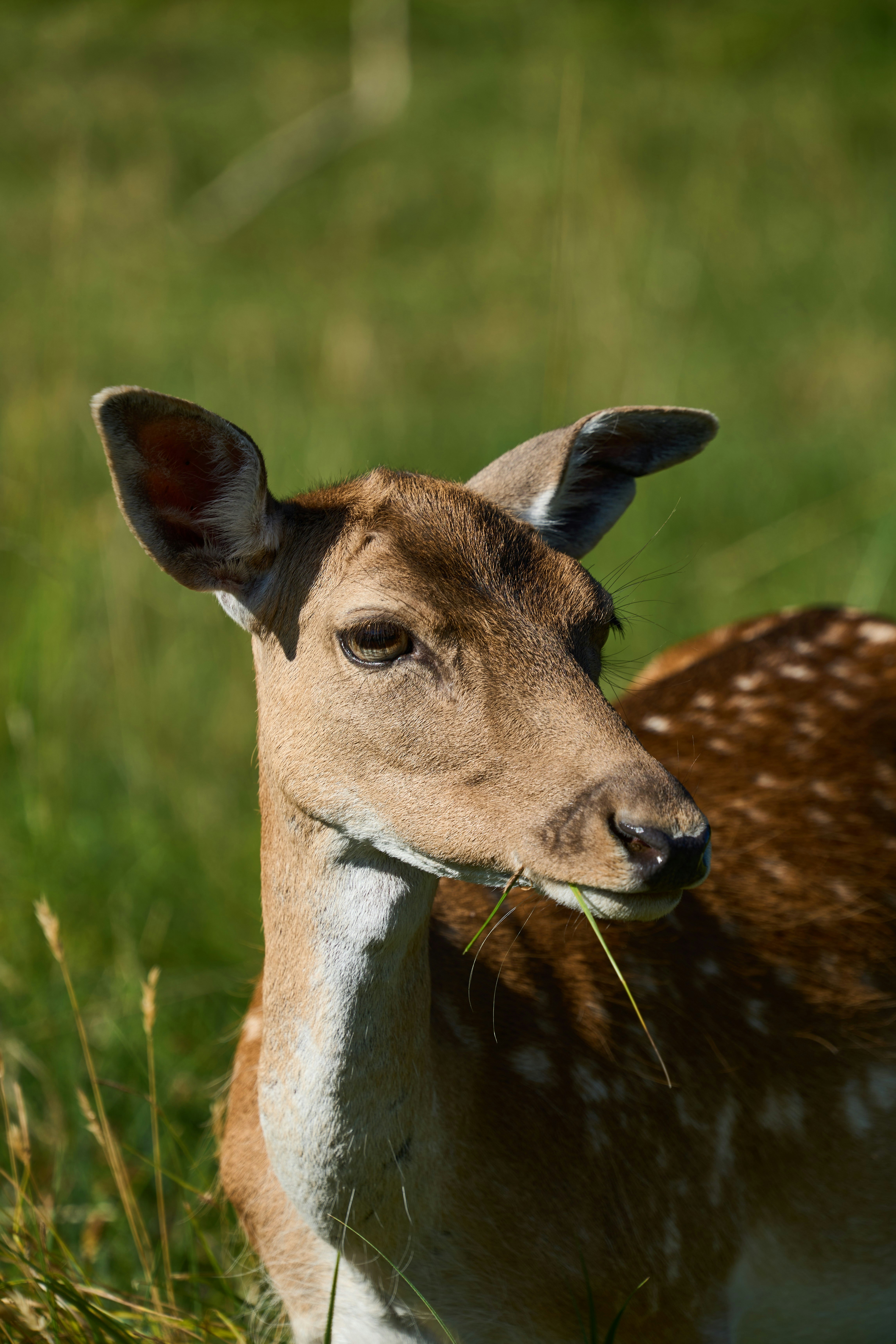 Graceful Grazing: A Deer Fawn Pauses in Sunlit Meadow