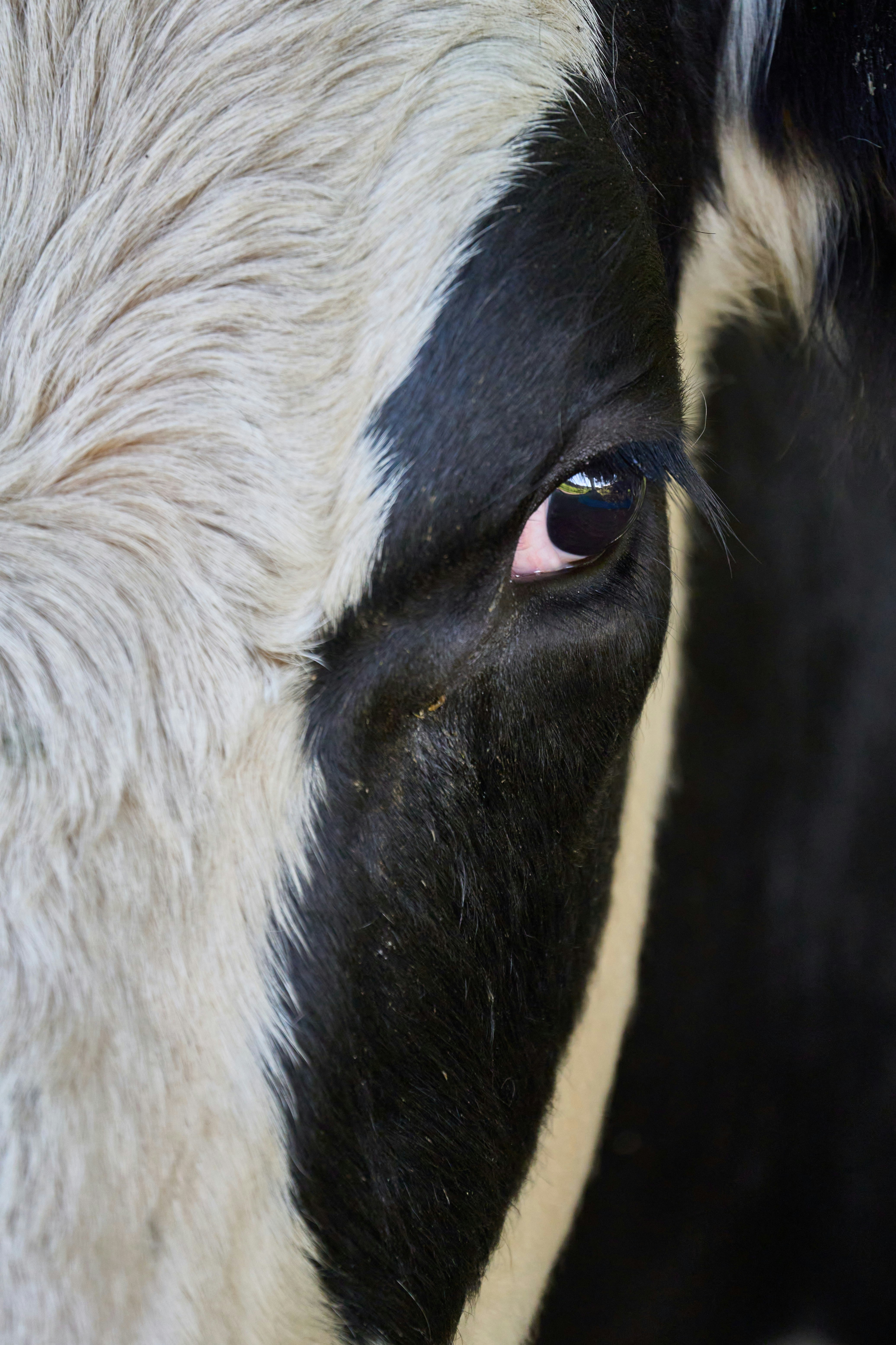 Close-Up of a Cow's Eye: Quiet Intensity in Dairy Coat