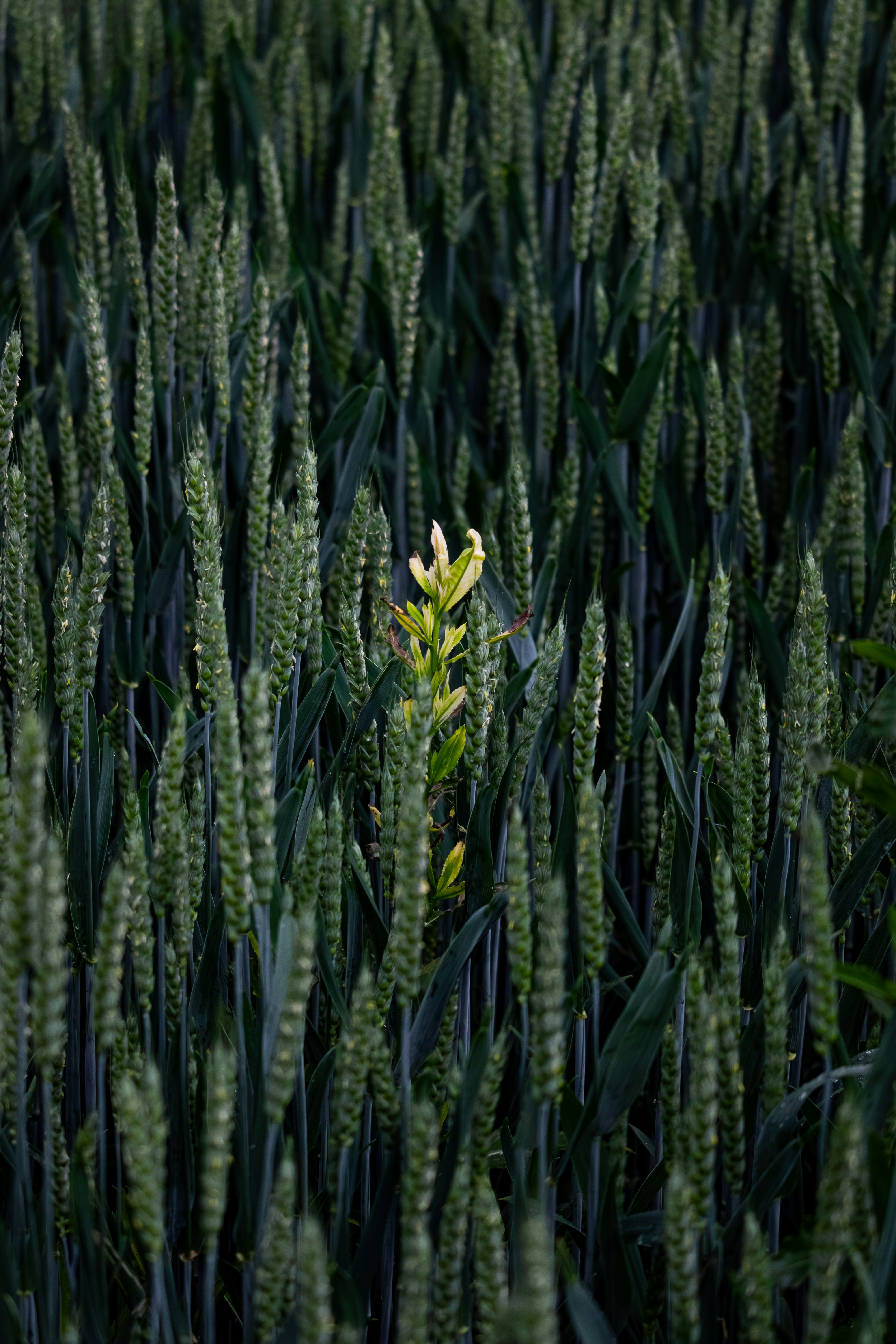 One Pale Bloom in a Sea of Green Spikes
