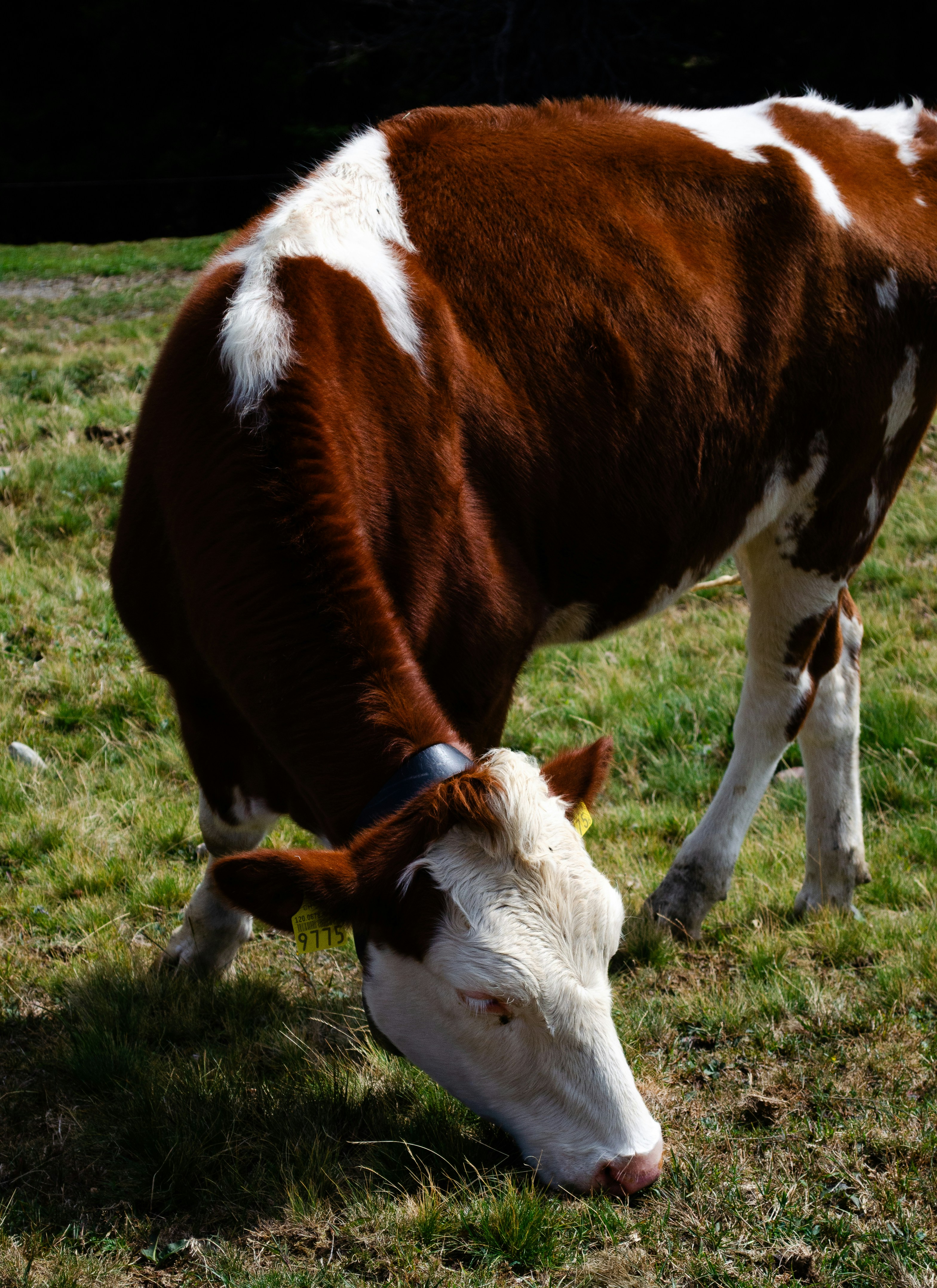 Pasture Graze: A Brown-and-White Cow Browses a Sunlit Field