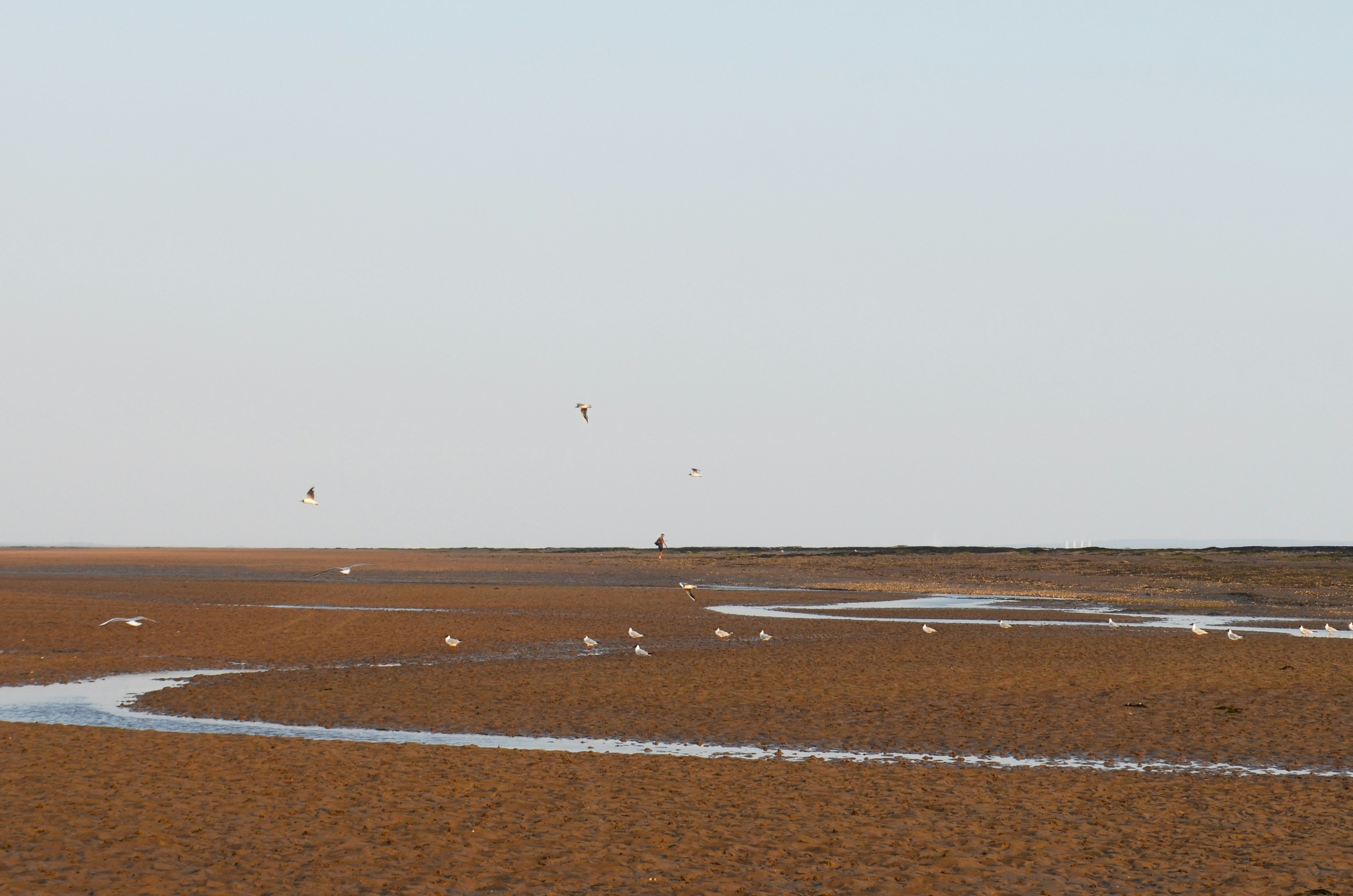 Seabirds Over a Tidal Plain at Dusk
