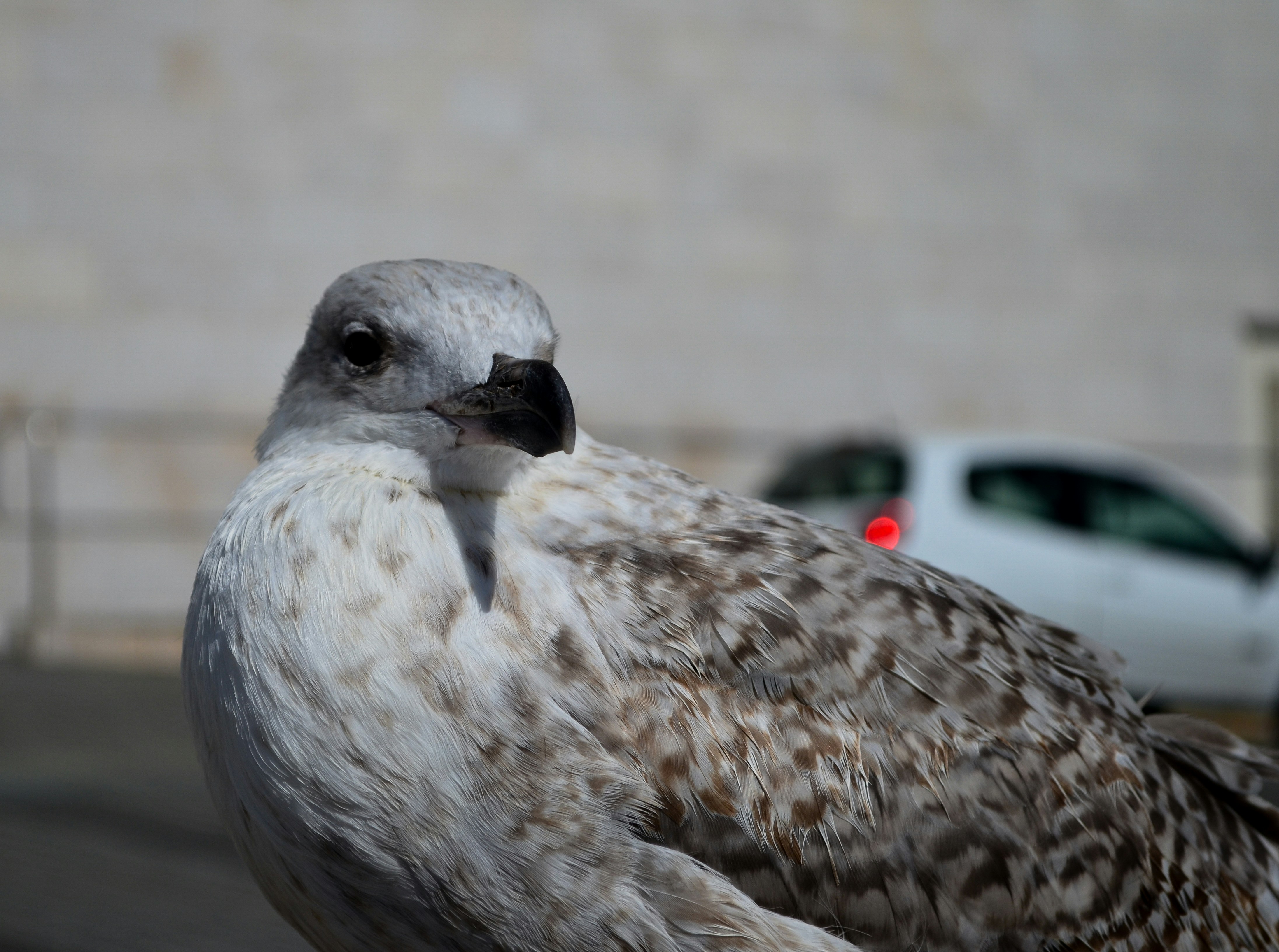 Close-Up of a Seaborn Gull's Head Turn Against an Urban Backdrop