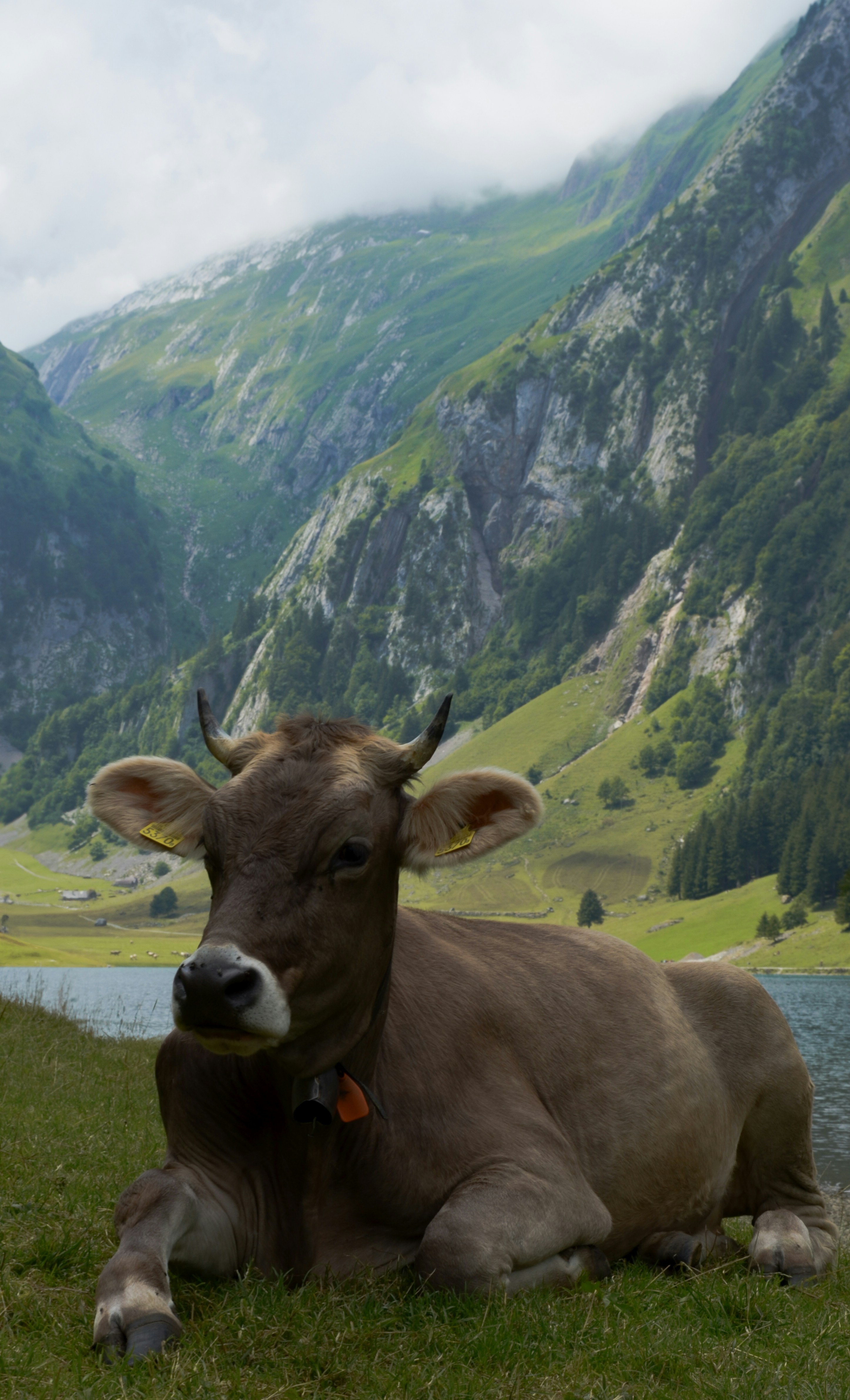 Lulled by the Alpine Calm: A Cow at the Edge of the Lake