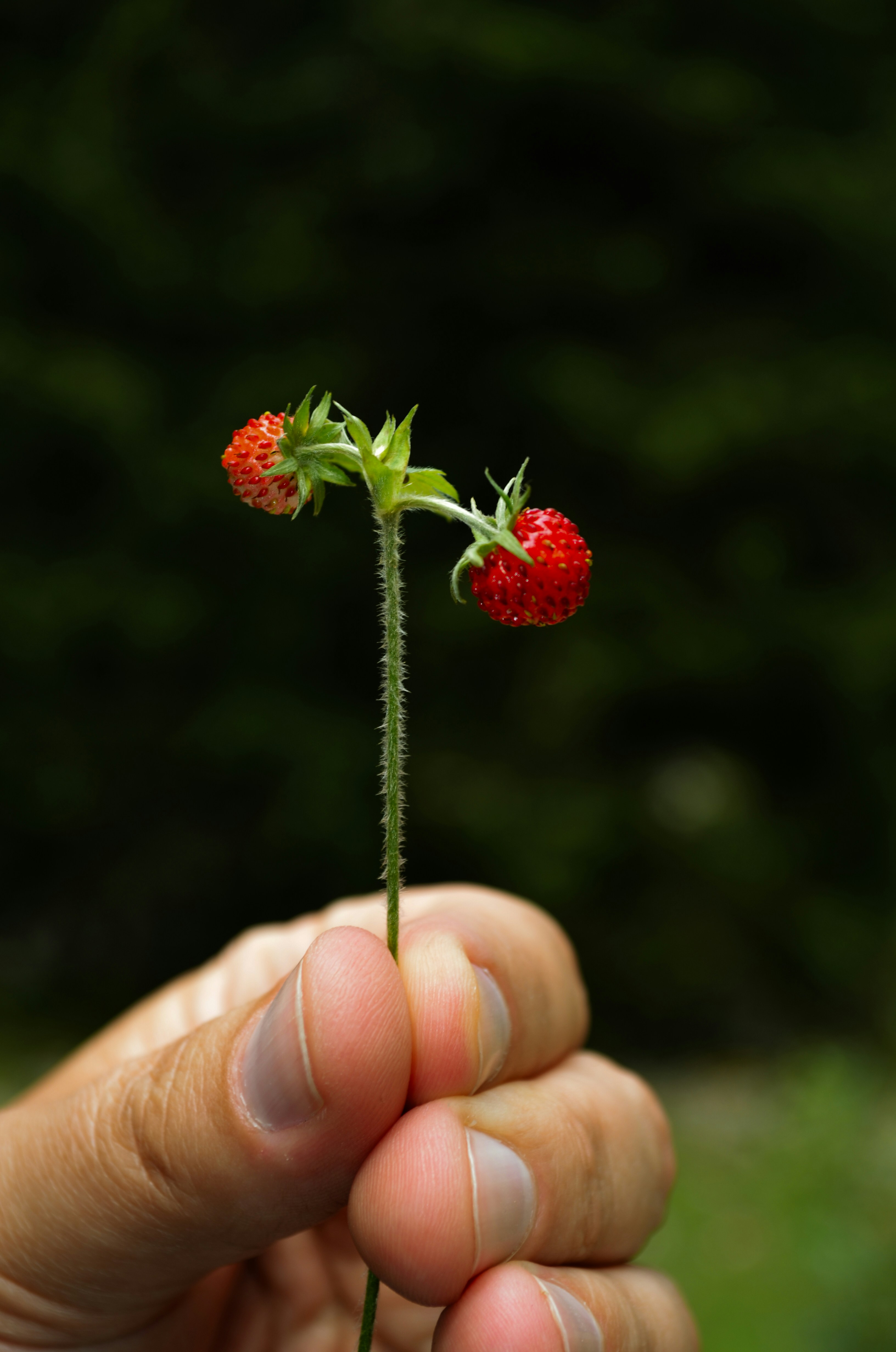 Two Tiny Berries on a Stem, Gripped by a Gentle Hand