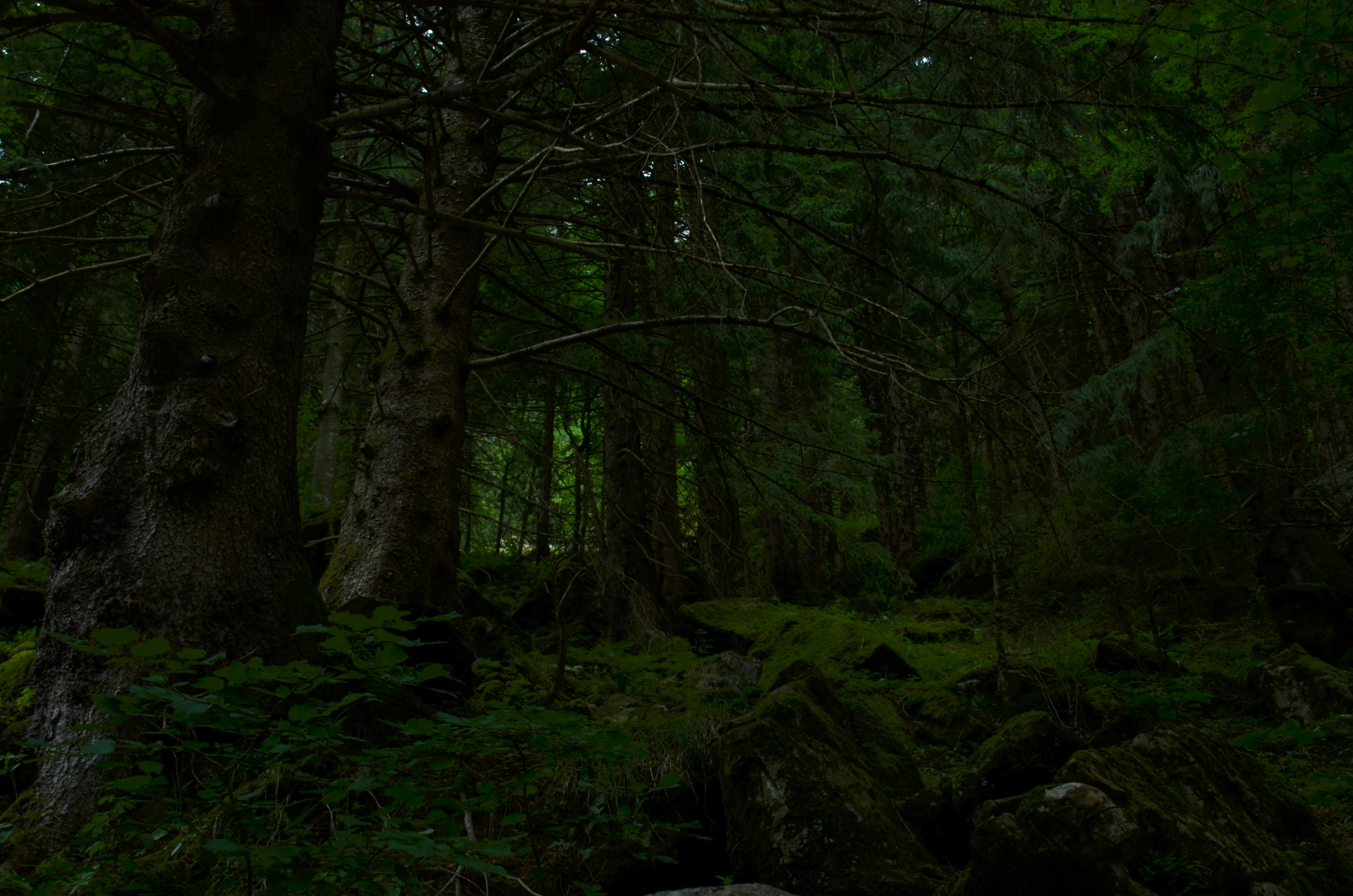 Midnight Cathedral: Dark Forest Beneath a Canopy of Moss