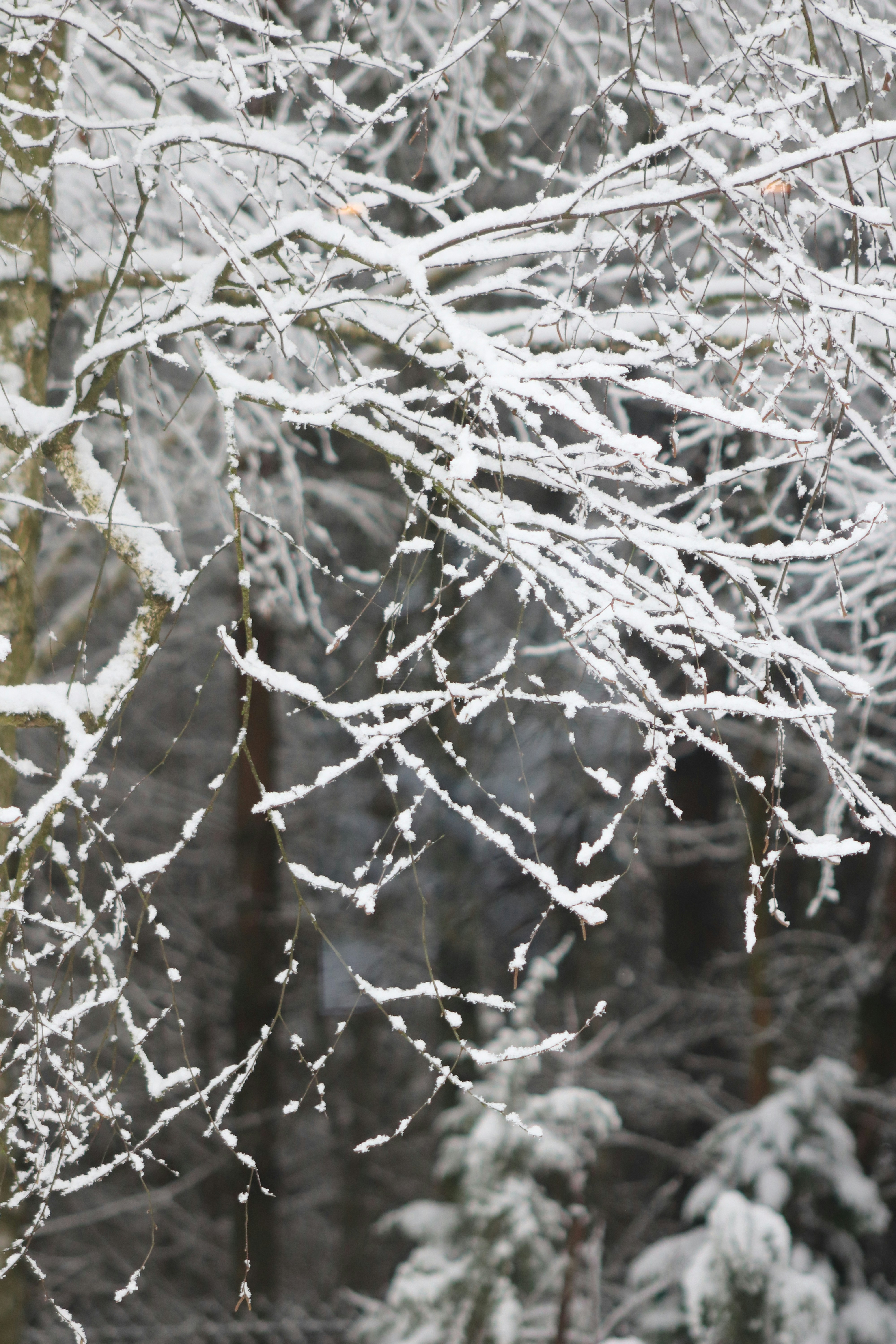 Snow-laced Branches: a quiet winter texture in frost