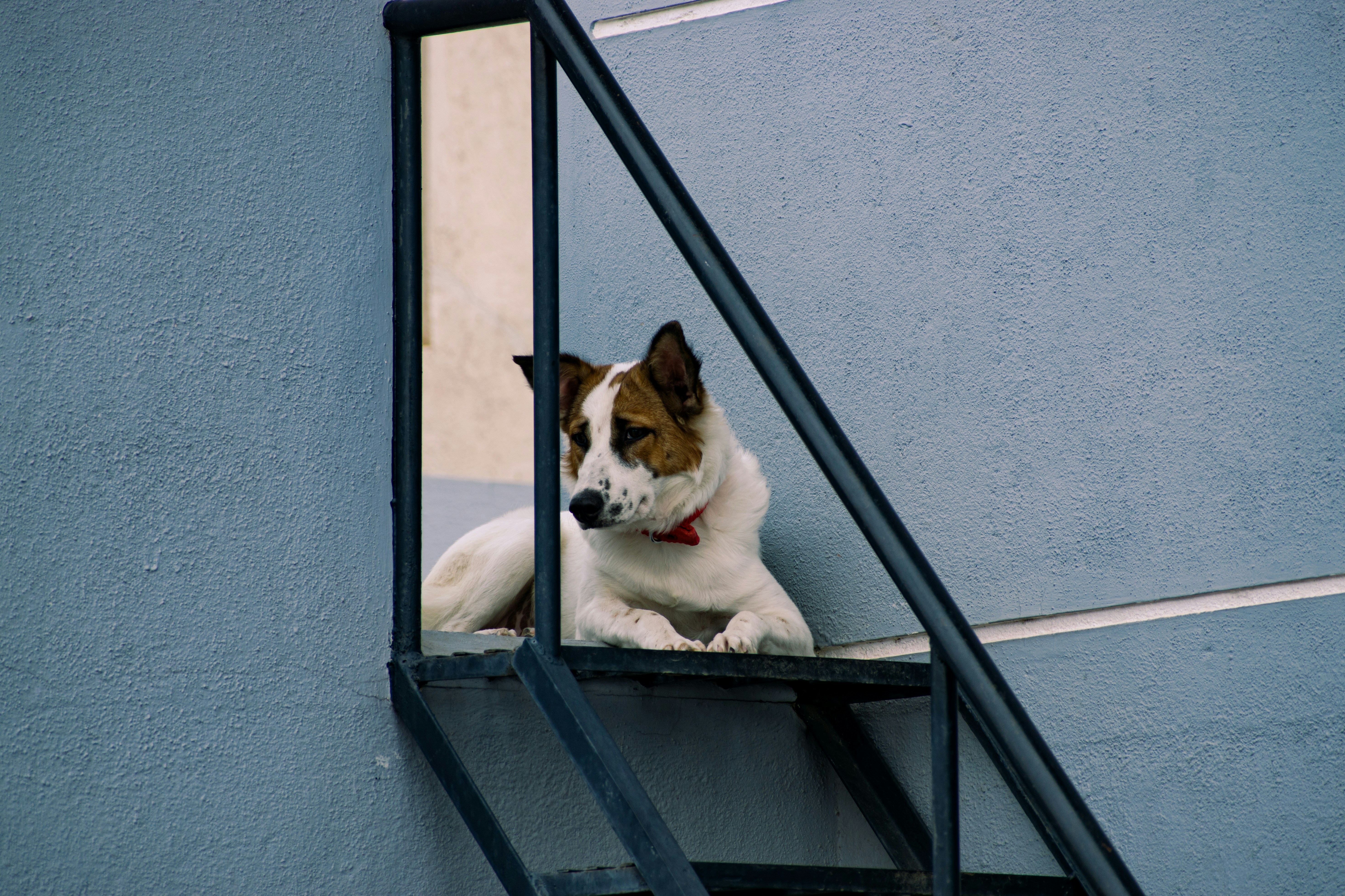 Curious Shadow on Blue Steps: A Terrier’s Rest Above the Railing