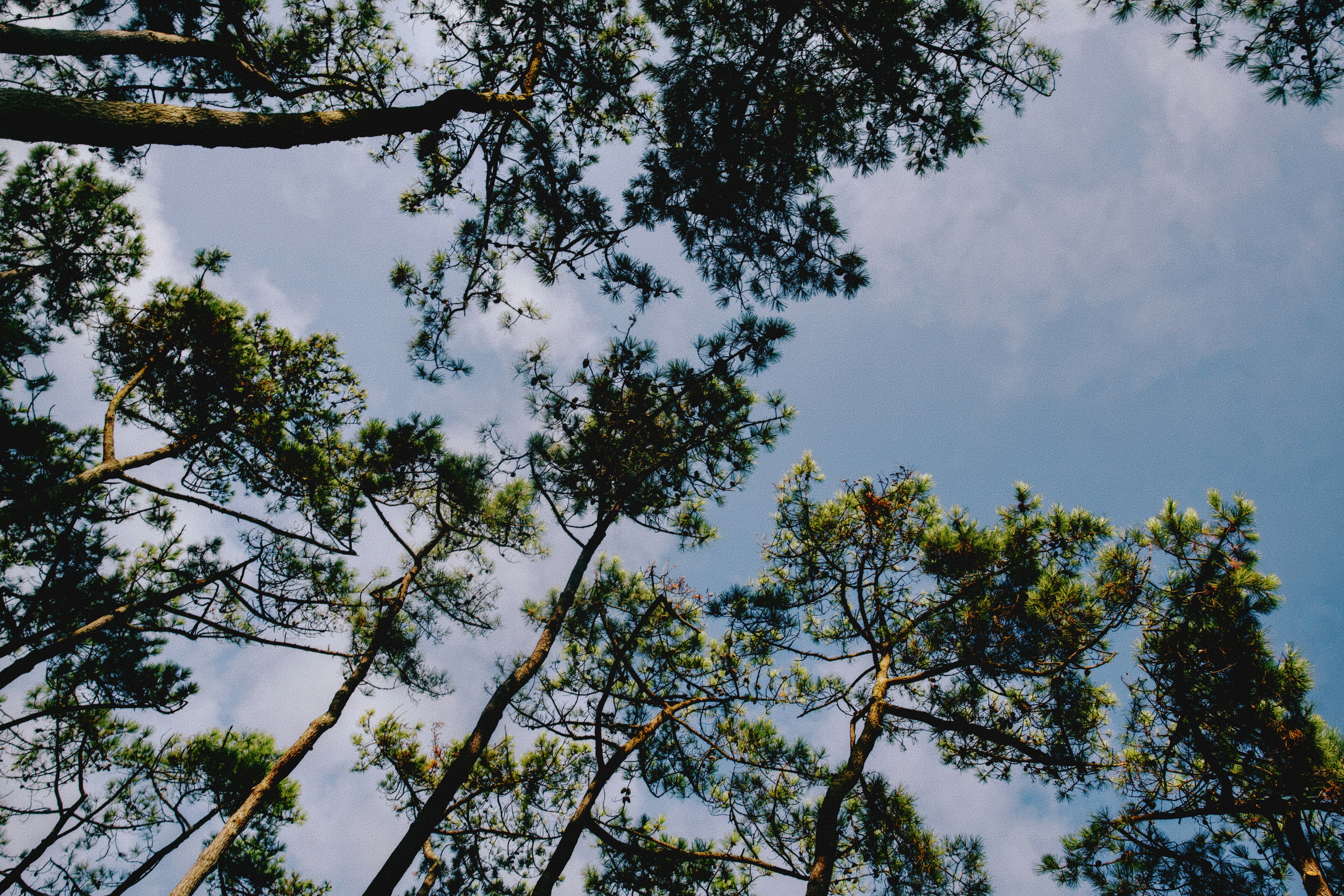 Skyward Grove: Sunlit Canopy Reaching for Blue