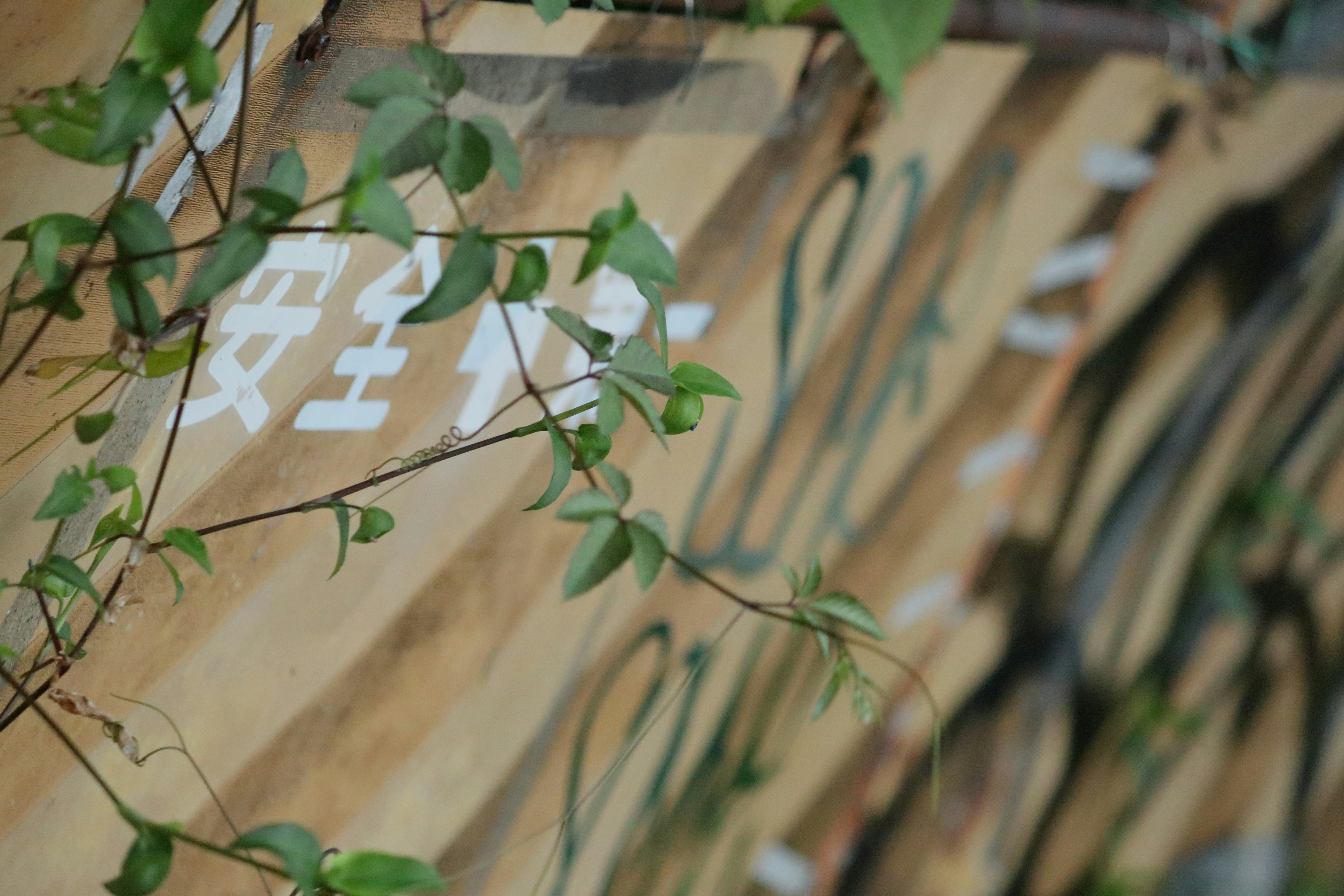 Vines and Wooden Rustic Texture under Soft Light