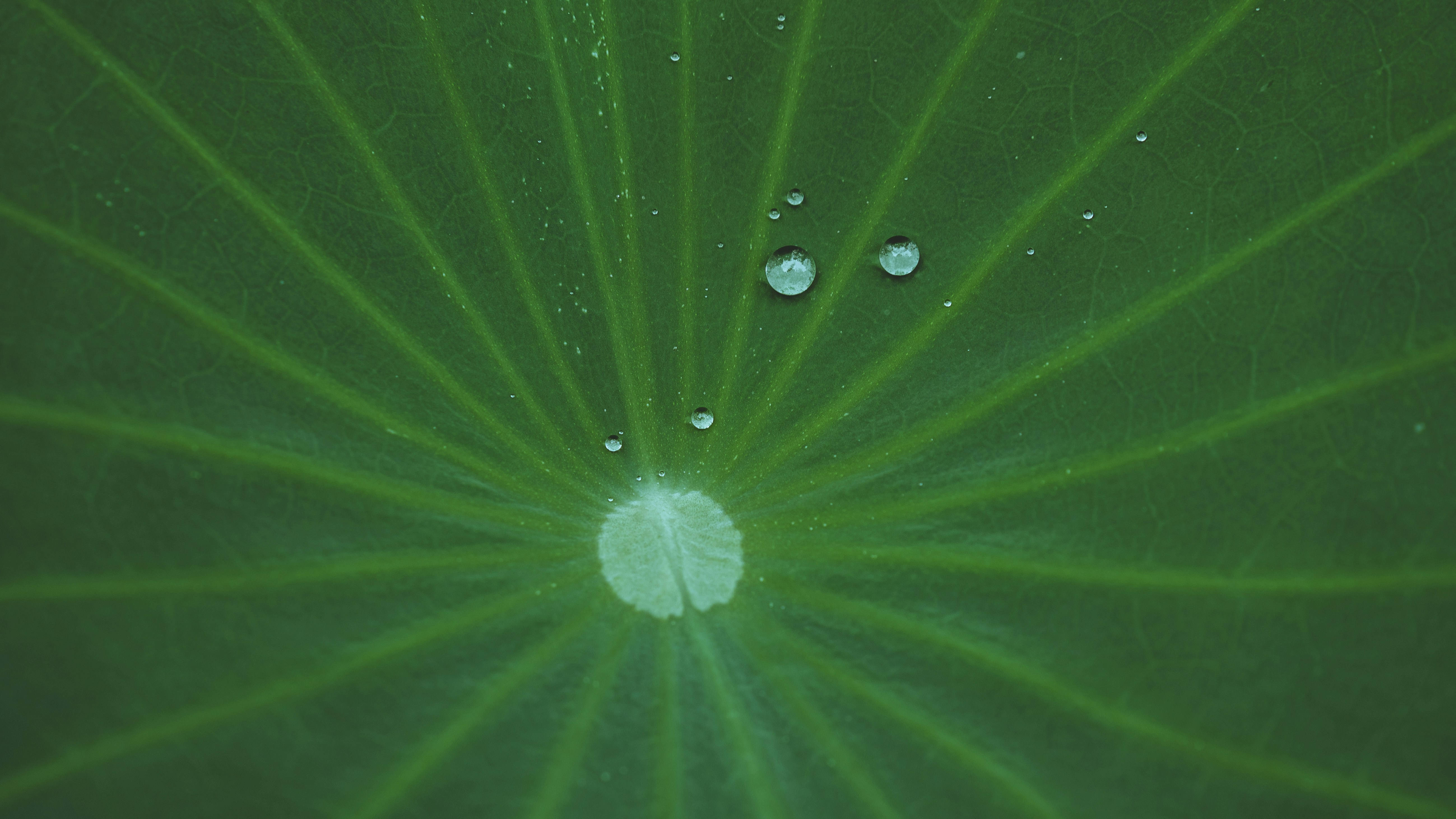 Radial Veins of Green: A Macro Portrait of a Leaf Surface