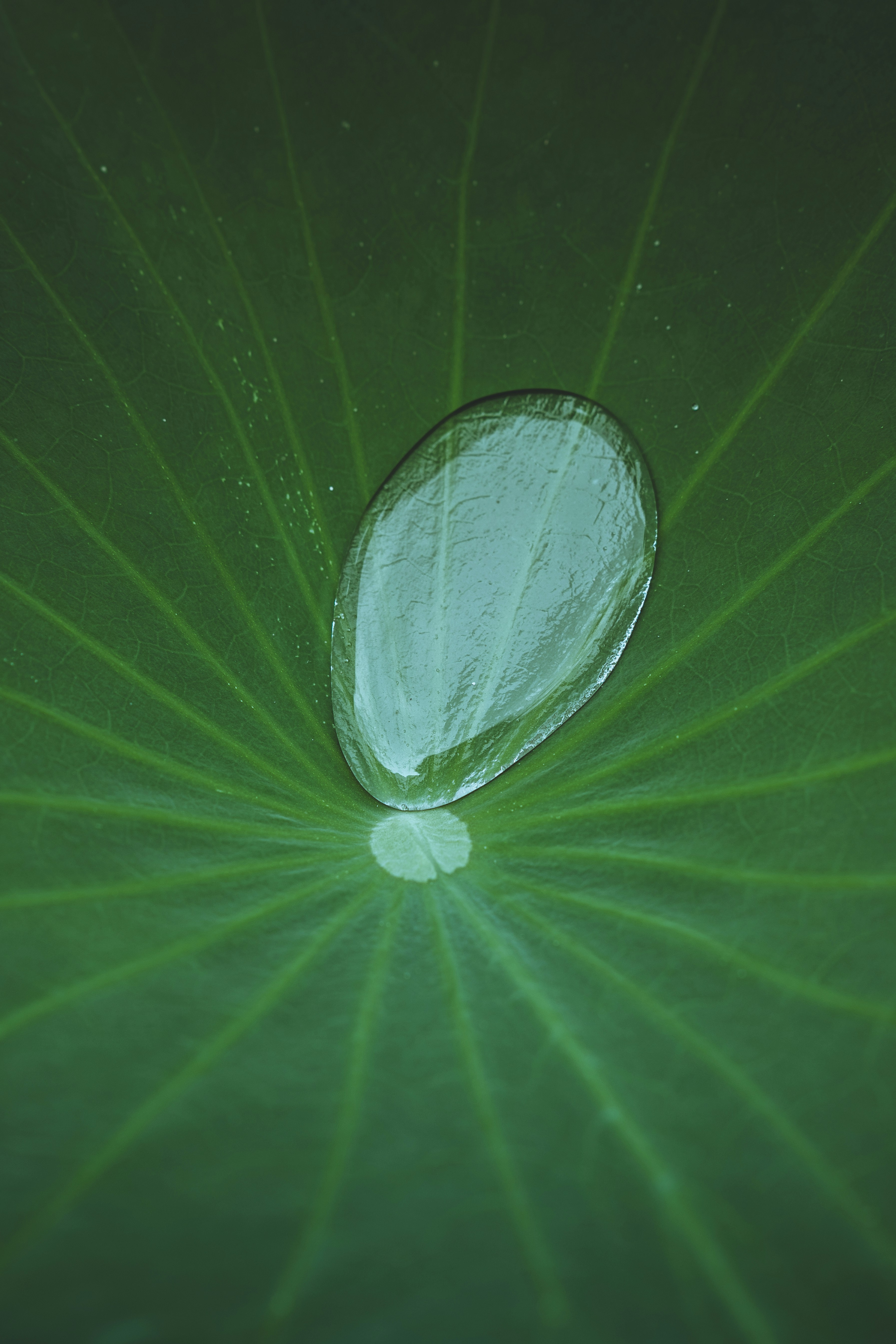 Droplet Center: A Close Look at a Veined Watermark on a Green Leaf