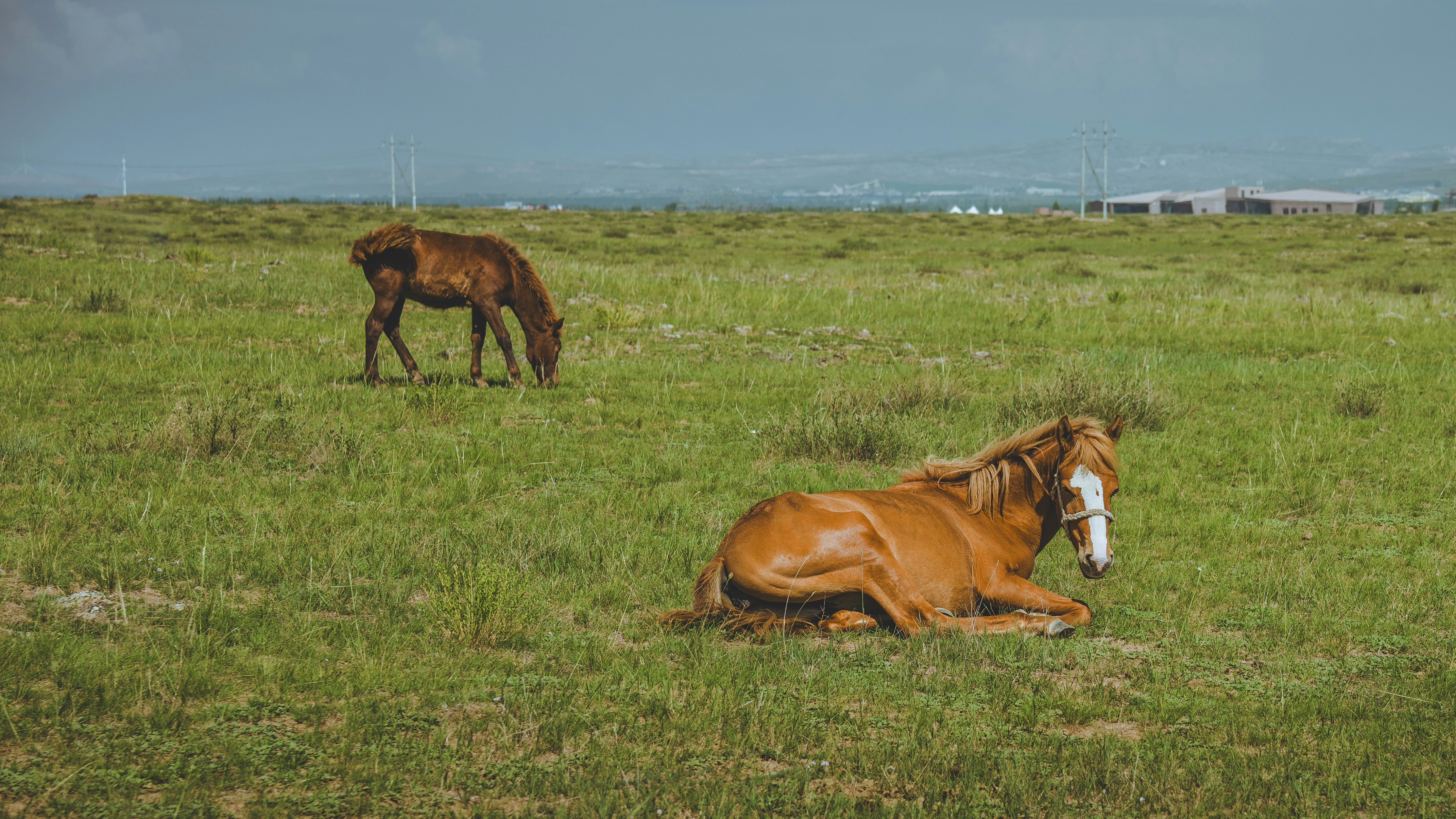 A horse lying on the grass