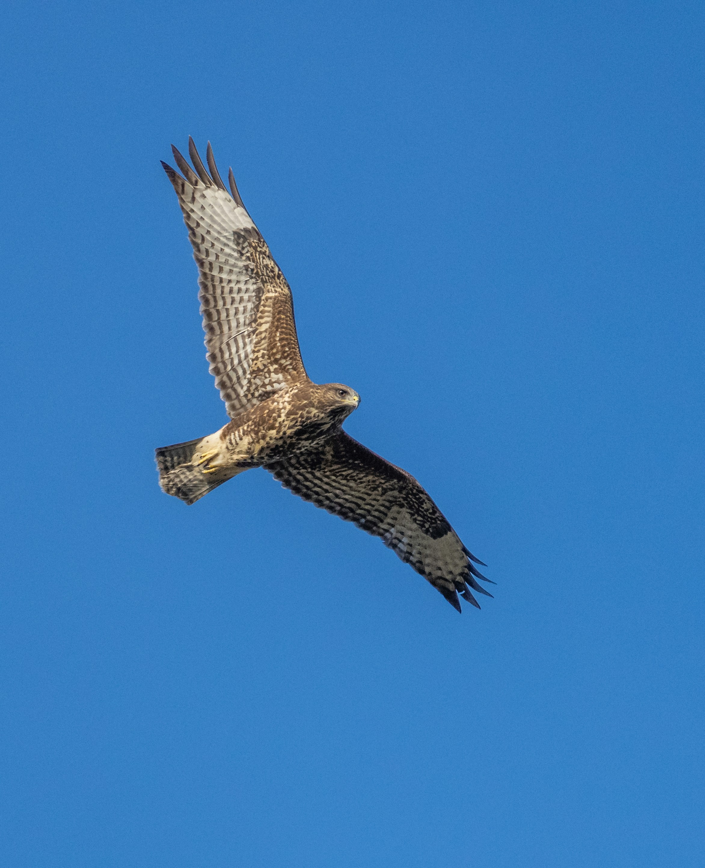 A soaring raptor glides through clear blue skies, its wings spread wide and detailed plumage visible.