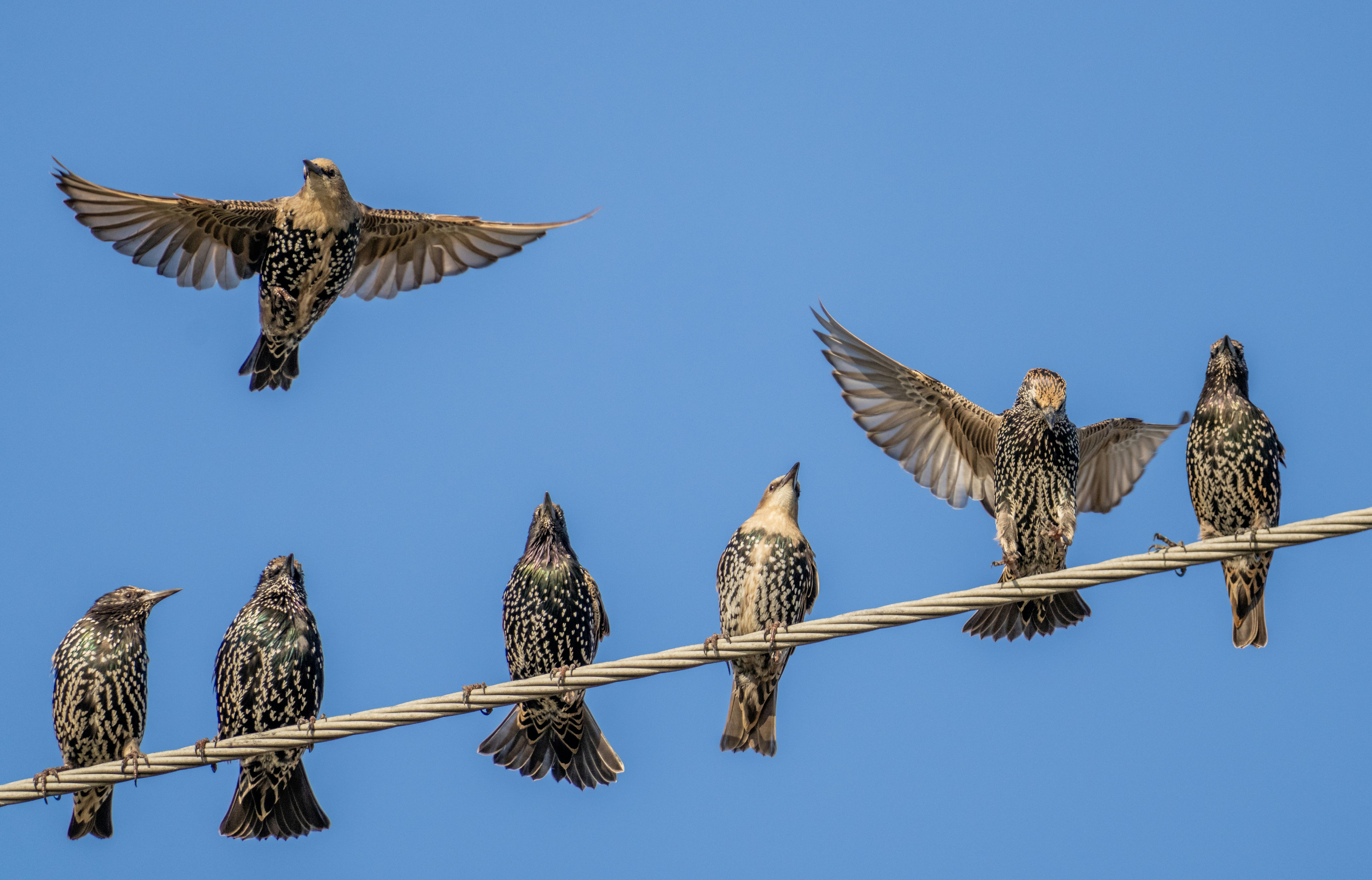 Perched Chorus: A Line of Gulls Resting on a Cable Under a Clear Sky