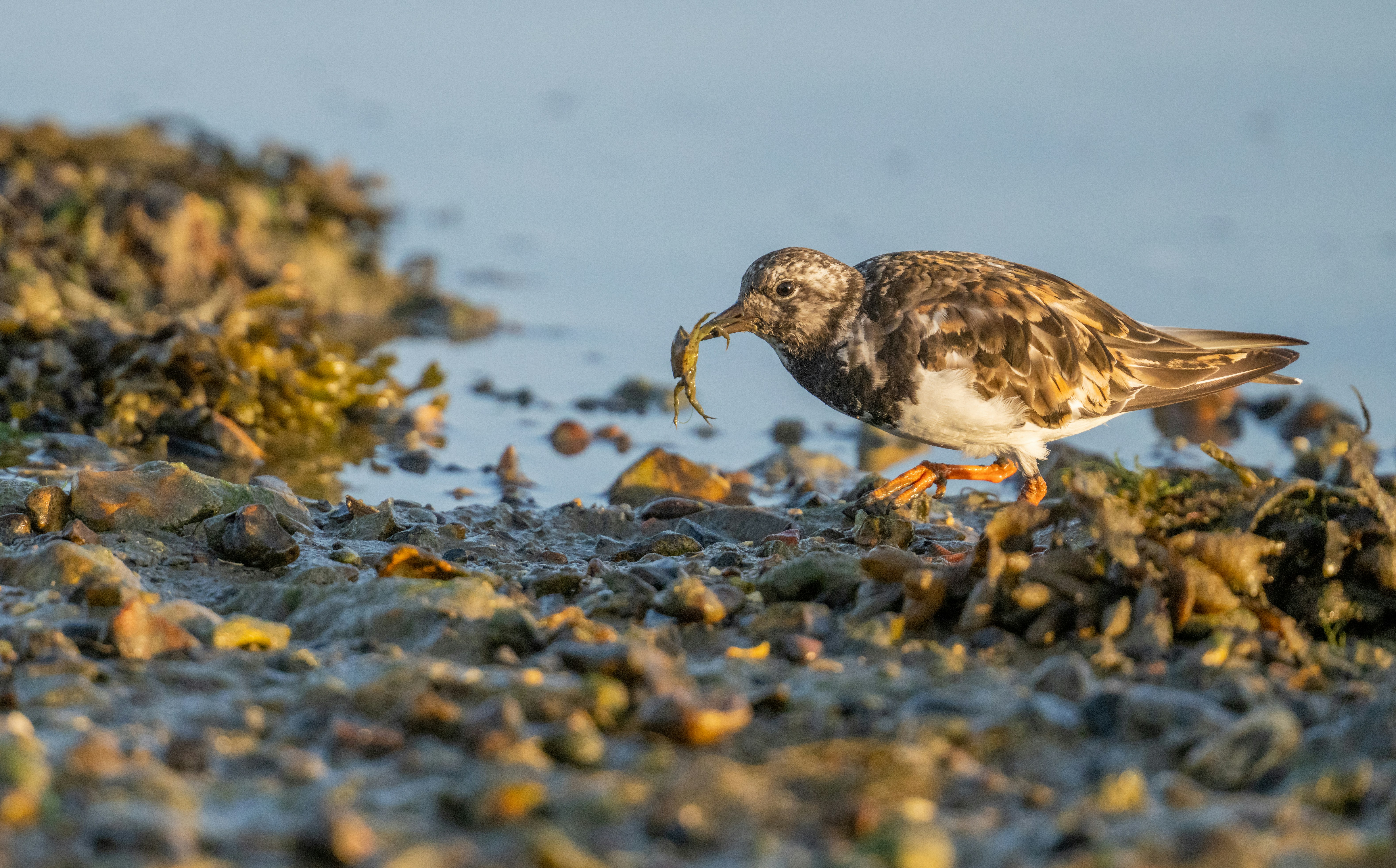 Low Tide Hunter: A Shorebird with a Snack Along the Pebbled Edge