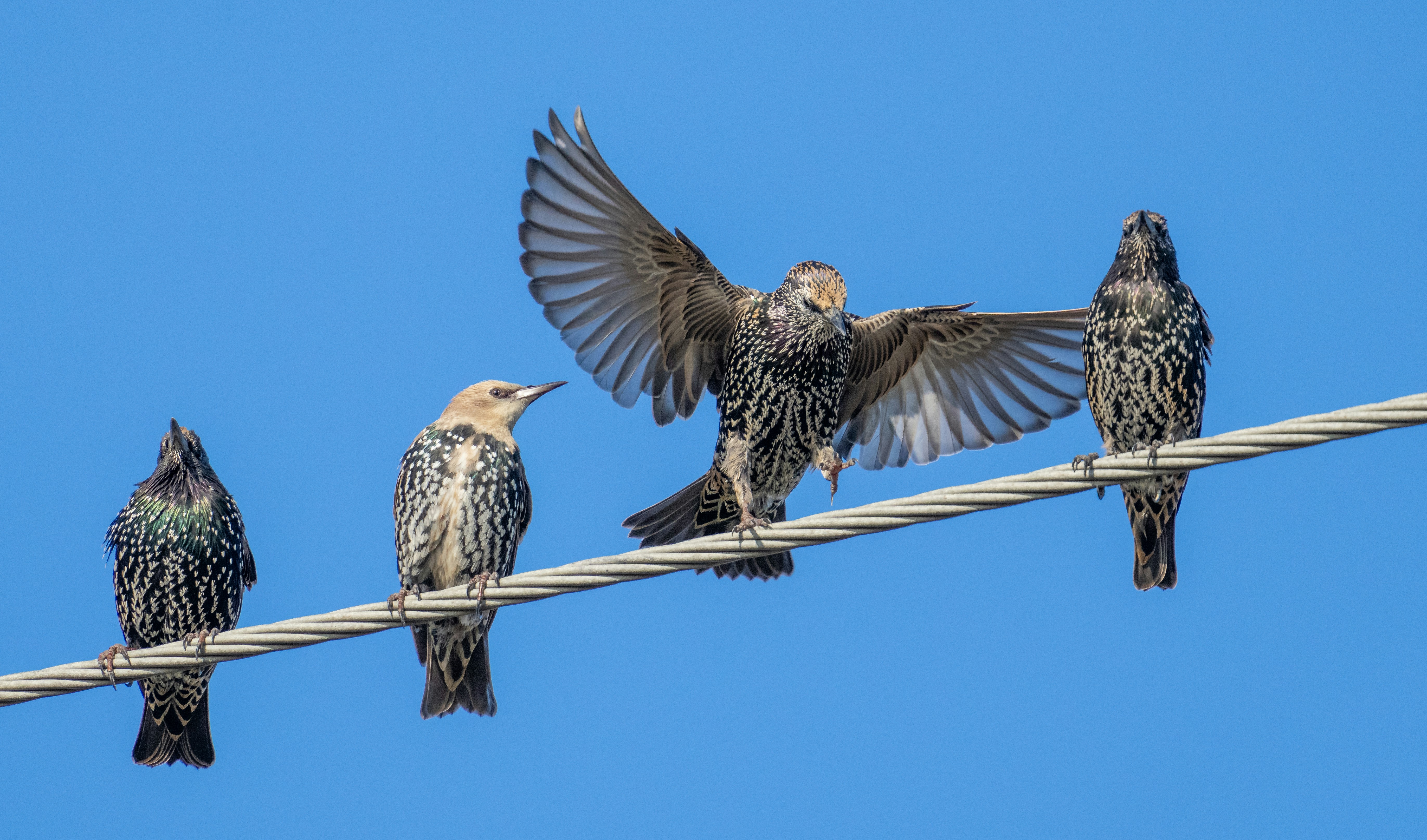 Triad of Birds on a Wire Under a Clear Azure Sky
